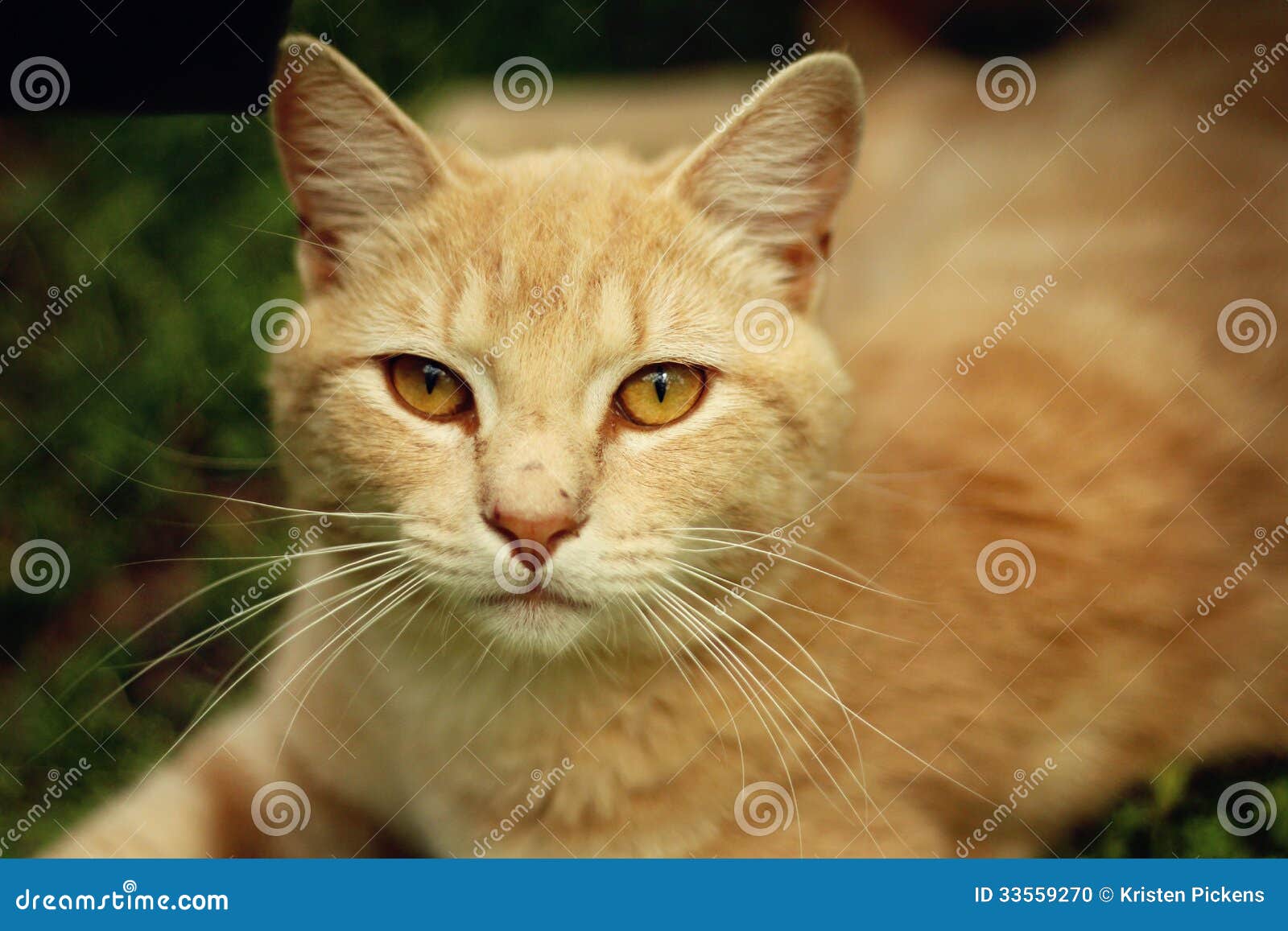 Harry die getigerte Katze stockfoto. Bild von katze, tiger - 33559270