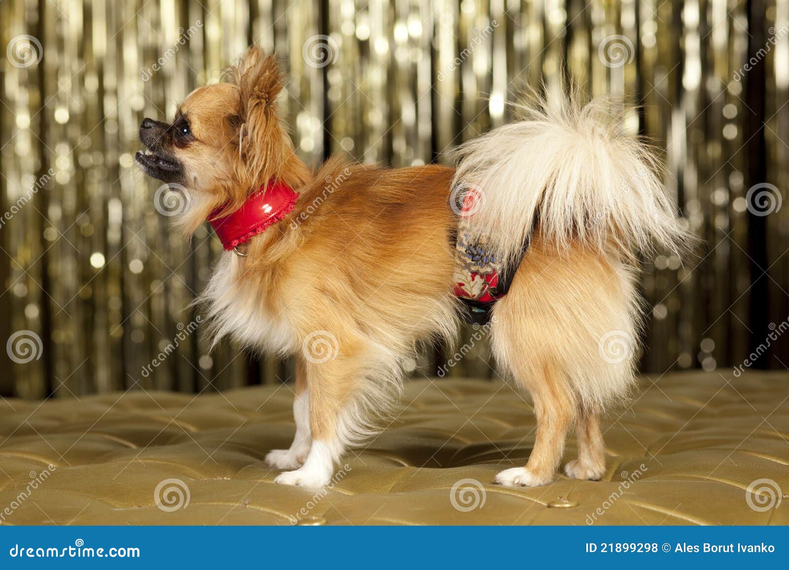 Harry small dog stock photo. Image of gold, glamur, crystals - 21899298