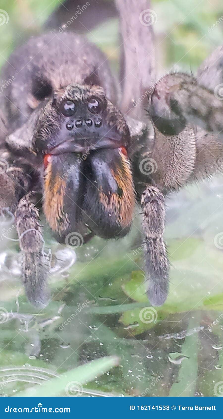 Harry the Spider photo stock. Image du intéresser, nature - 162141538