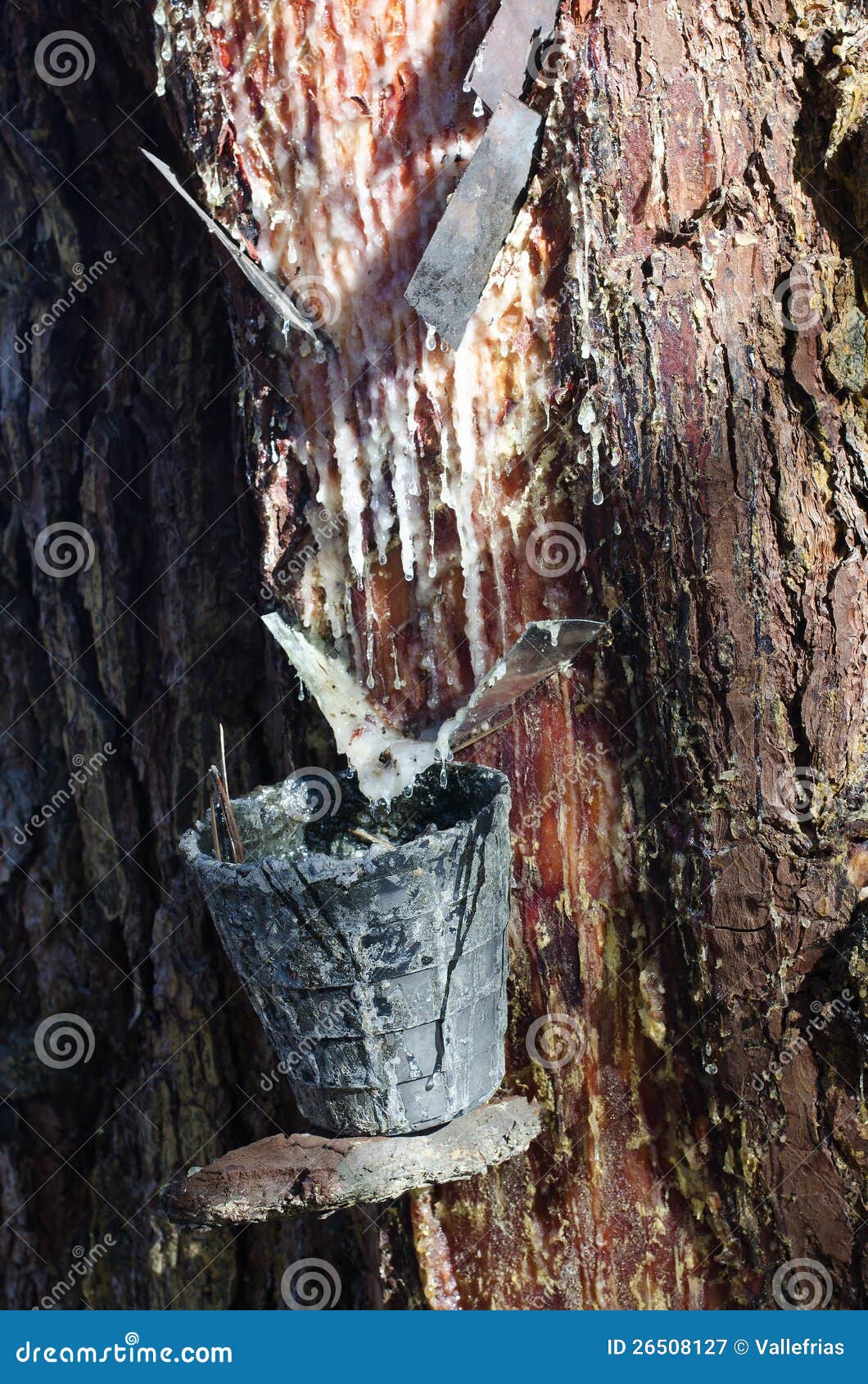 Hars stock afbeelding. Image of zwavelachtig, boom, moeilijk - 26508127