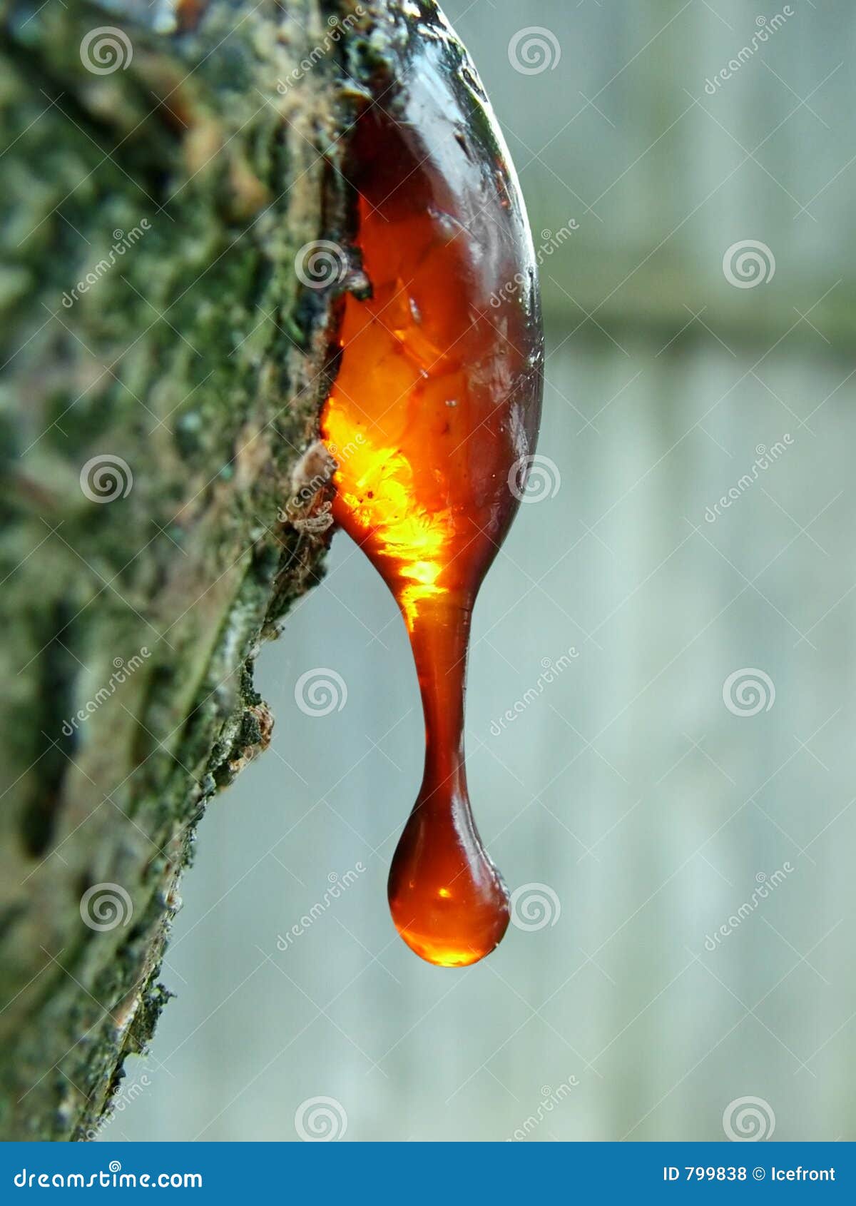 Hars stock foto. Image of sluit, brek, hout, boom, hars - 799838