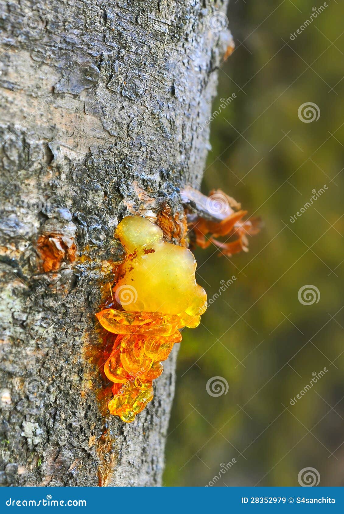 Hars Die Van Boom Afscheiden Stock Afbeelding - Image of bosbouw ...