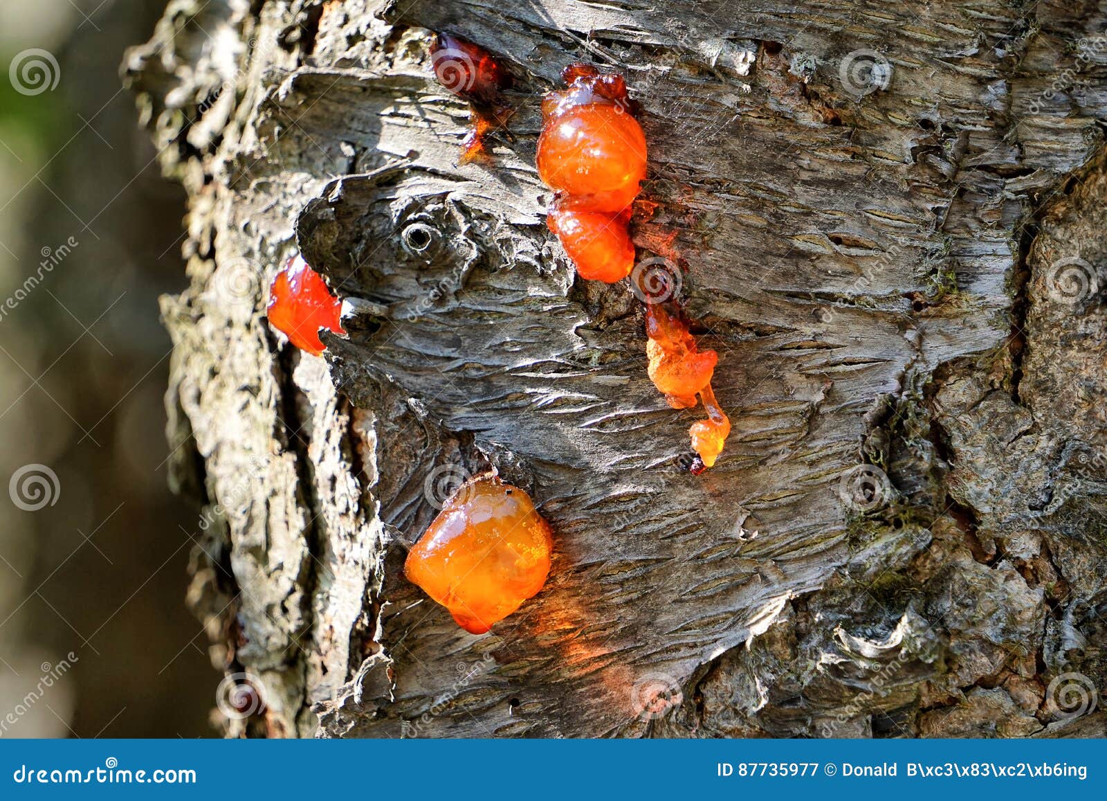 Hars die van boom morsen stock afbeelding. Image of golfslag - 87735977