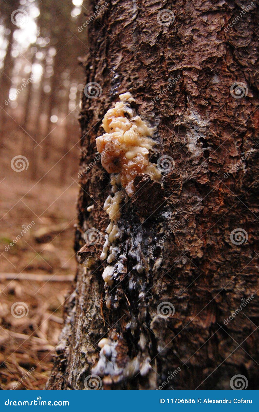 Hars op boom stock foto. Image of vloeistof, koolwaterstof - 11706686