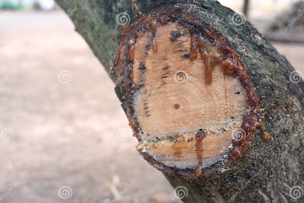 Hars van boom stock afbeelding. Image of stroom, materiaal - 108292641