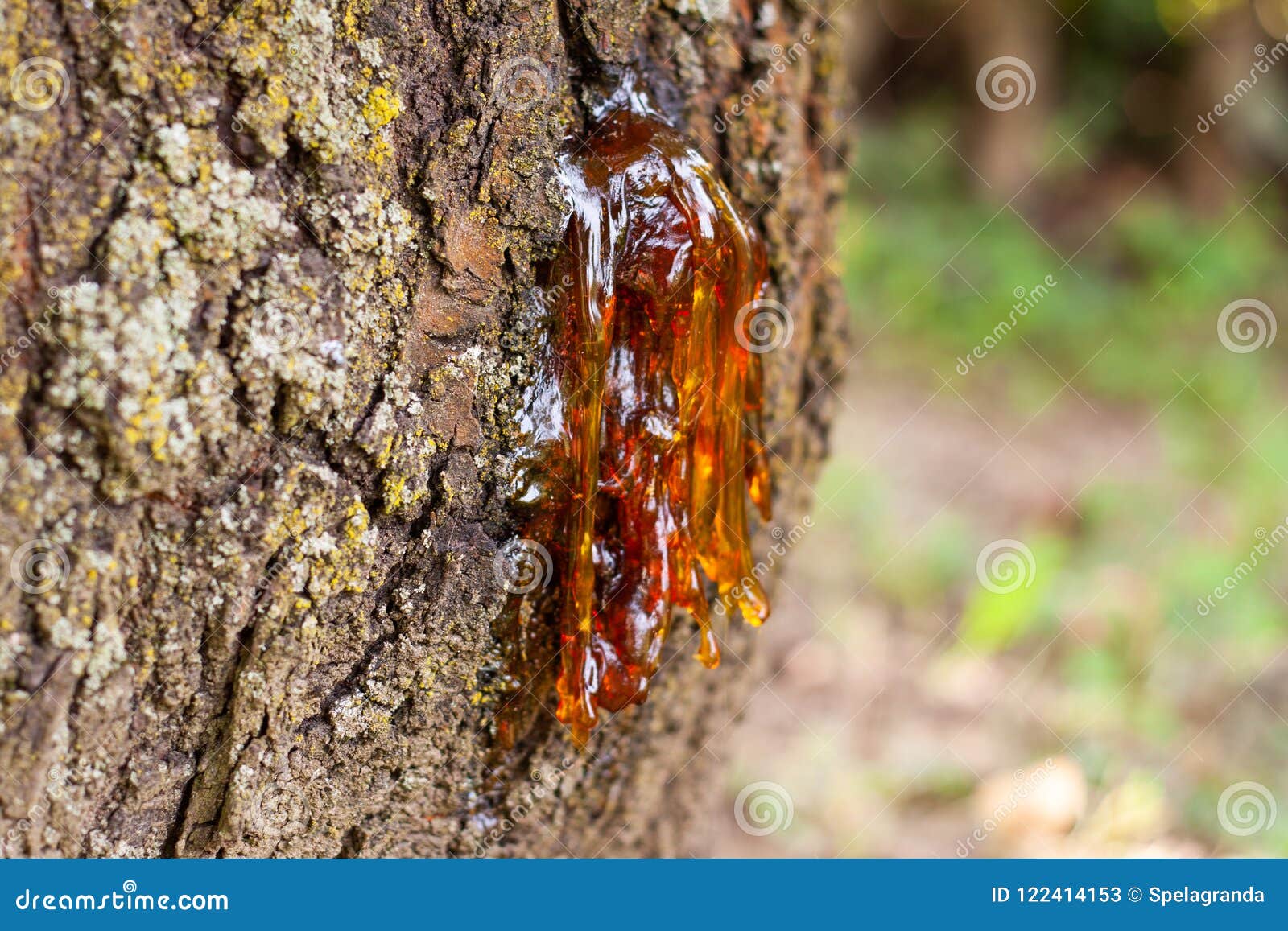 Hars Van Een Oude Kersenboom Stock Afbeelding - Image of nave, kers ...