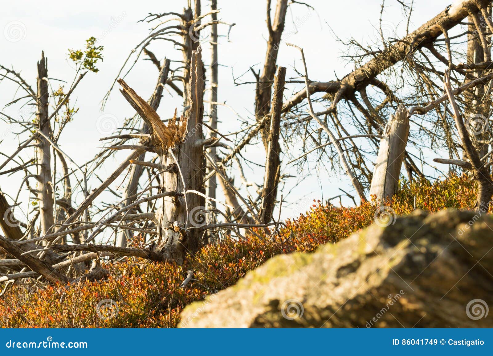 Harsh Climate in the Mountains, Broken, Dry Trees. Stock Image - Image ...