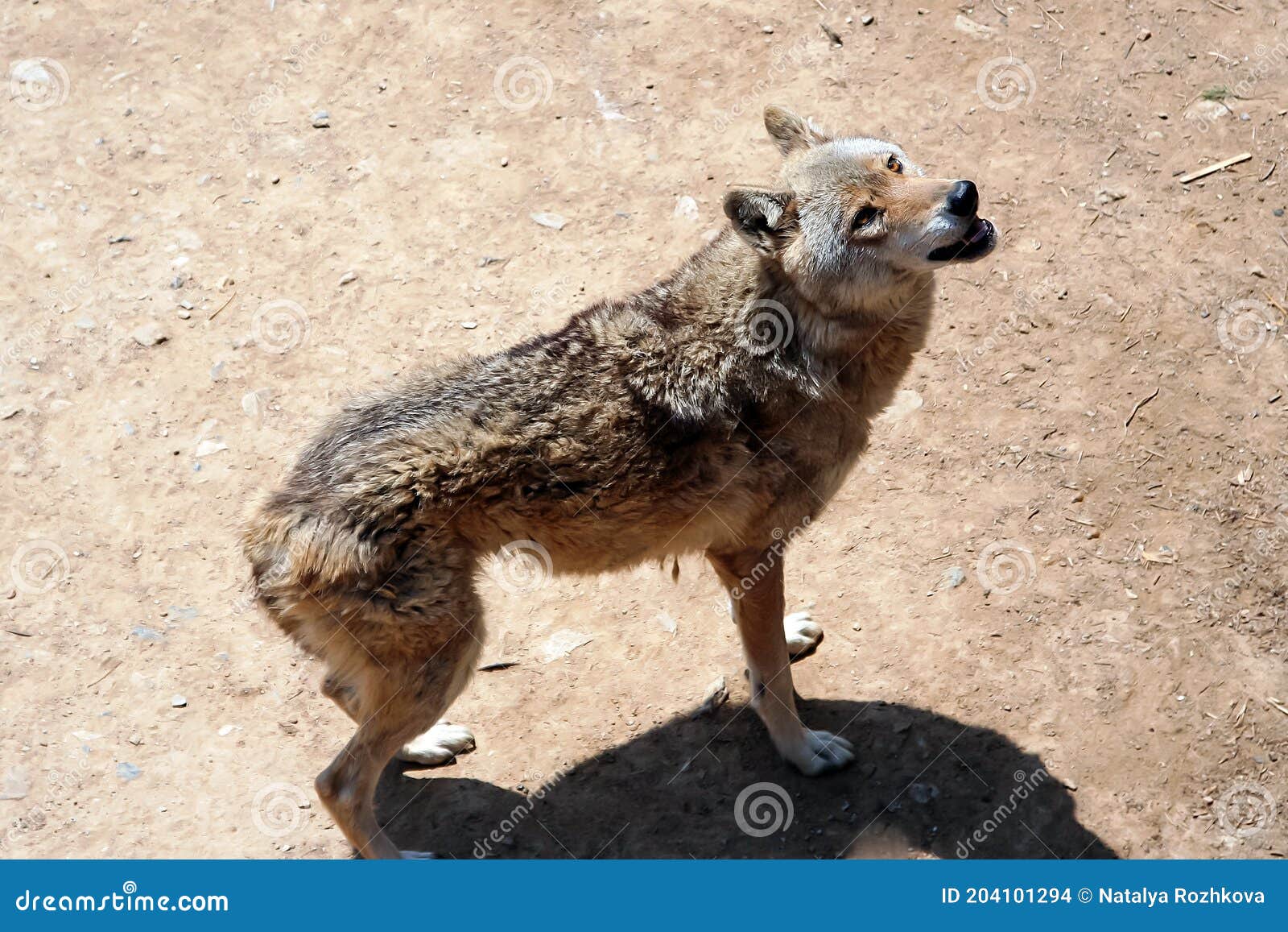 Wild Wolf in Its Natural Environment Stock Photo - Image of natural ...