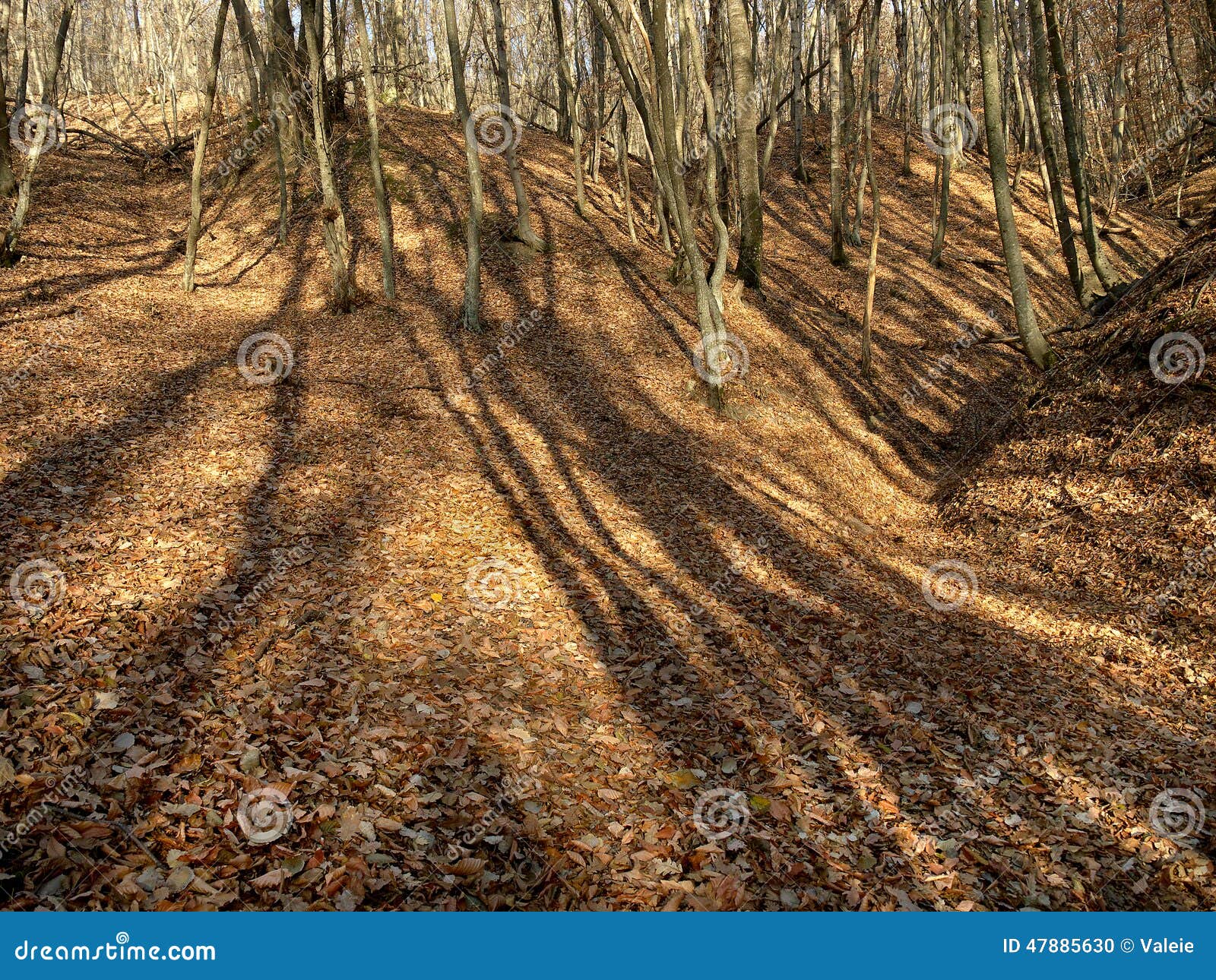 Harsh Shadows on the Background of Fallen Leaves Stock Photo - Image of ...