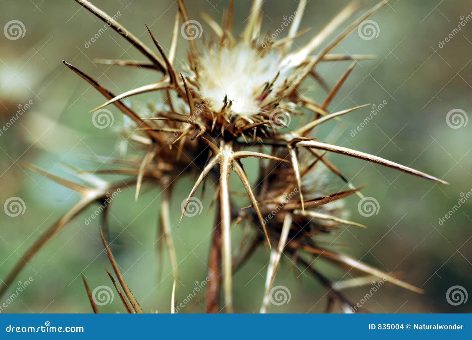 Harsh Thorns stock photo. Image of thorn, easter, pokey - 835004