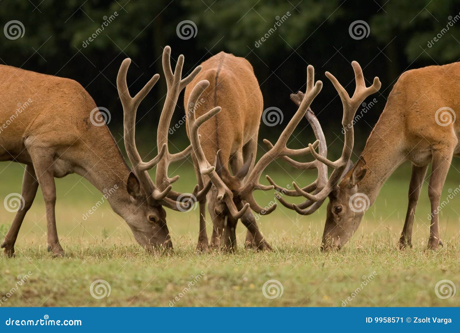 Hart editorial photo. Image of nature, animal, grass, fights - 9958571