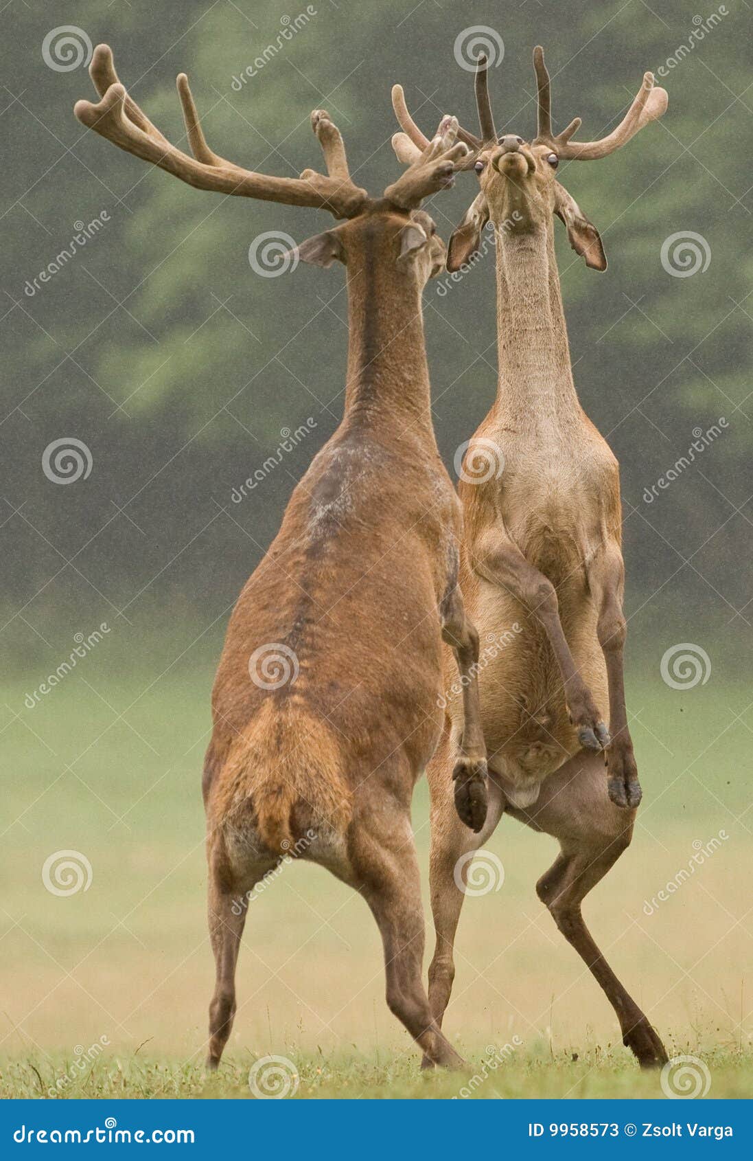 Hart editorial stock photo. Image of animal, meadow, field - 9958573