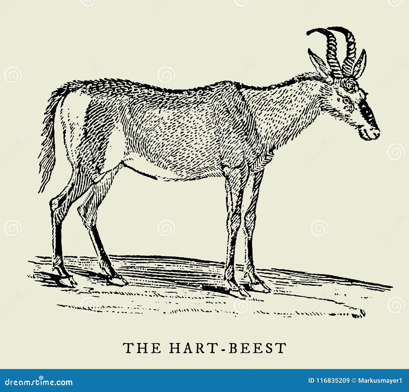 The Hart-beest Or Hartebeest Alcelaphus Buselaphus In Profile View ...