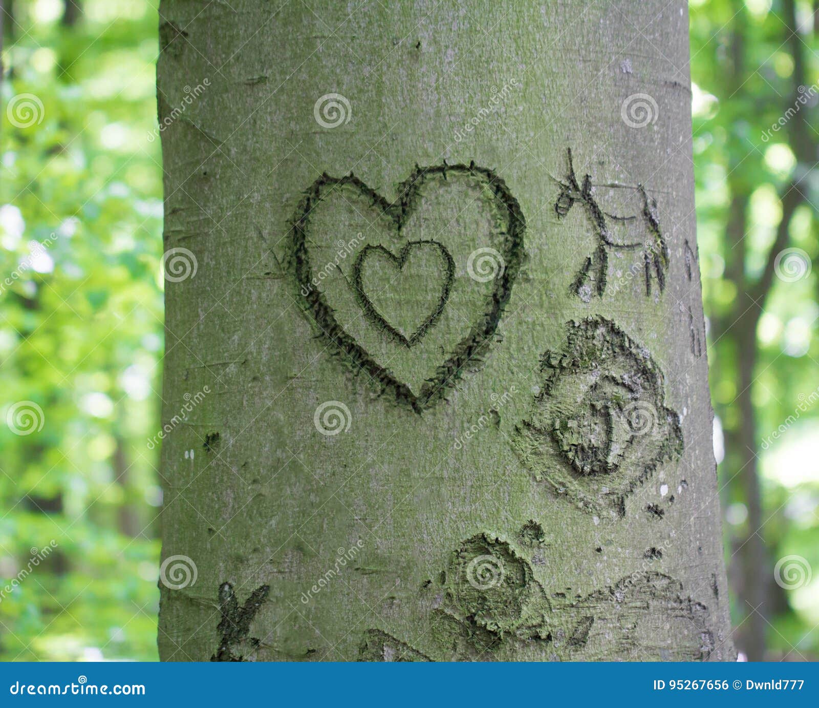 Hart in Boom Wordt Gegraveerd Die Stock Foto - Image of liefde, boom ...