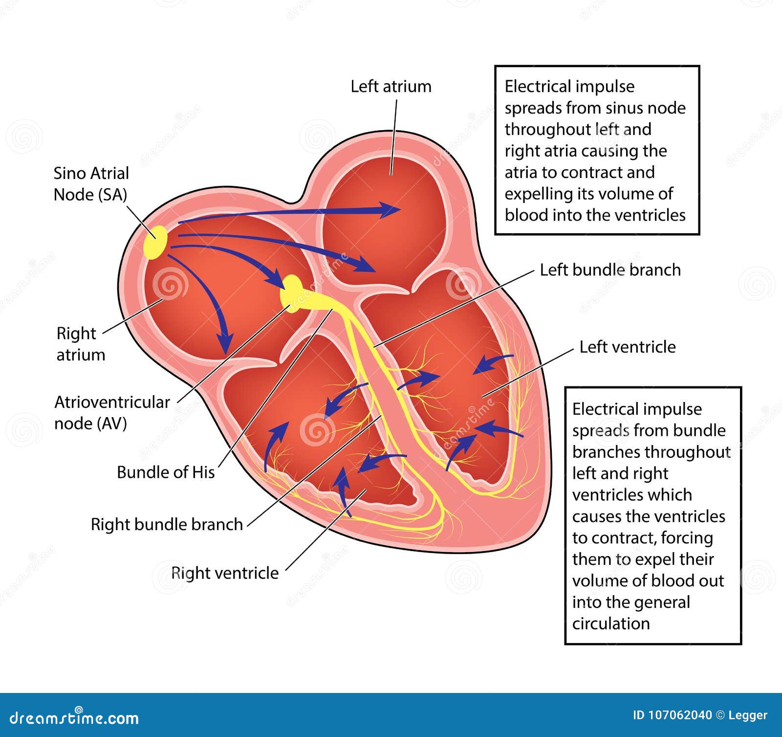 Hart Elektro Het Leiden Systeem Vector Illustratie - Illustration of ...