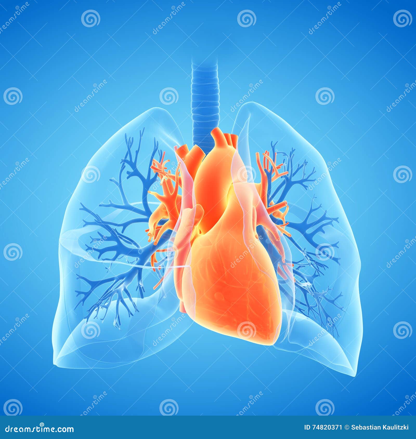 Hart en Long stock illustratie. Illustration of geneeskunde - 74820371