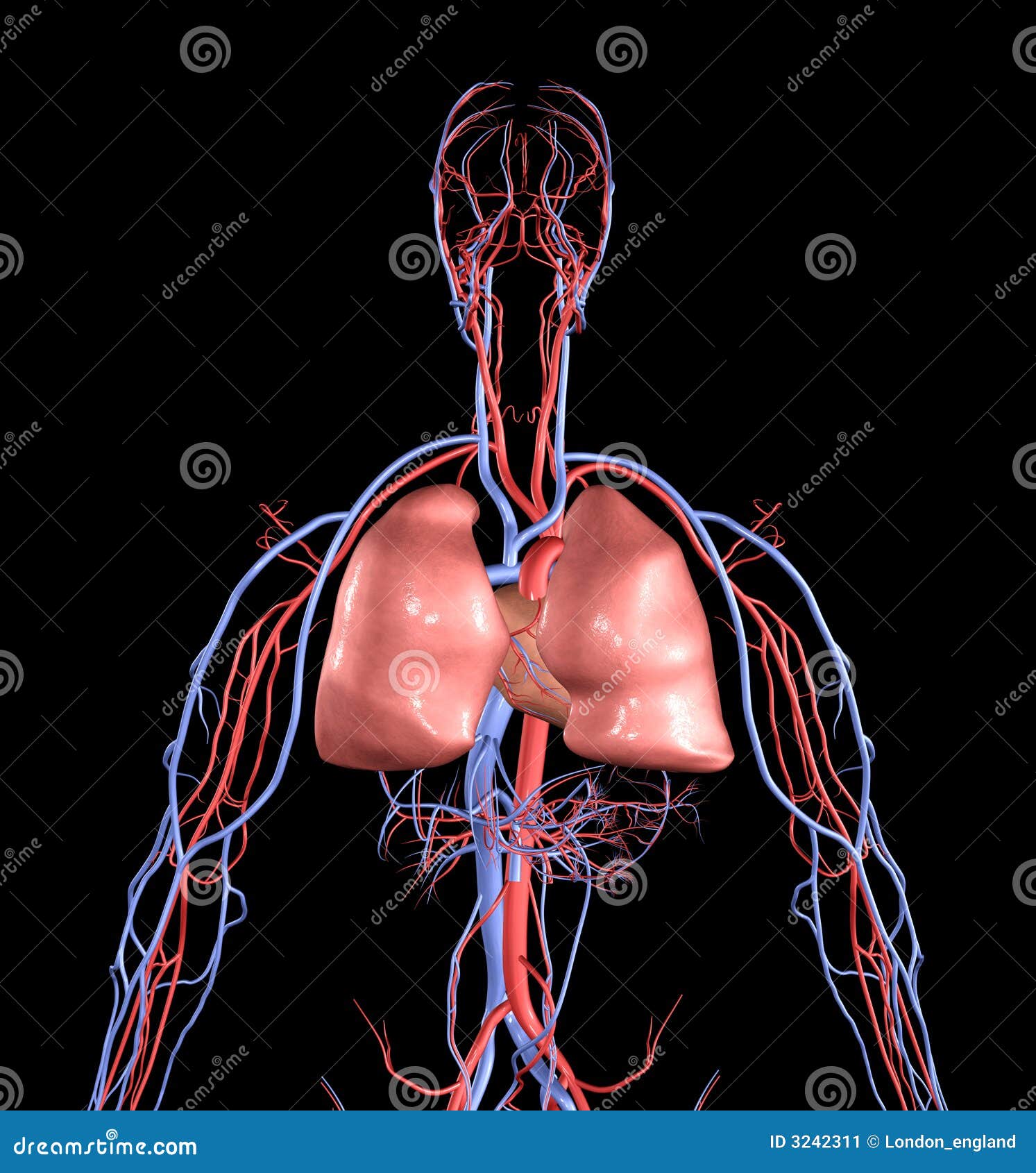 Hart en Longen stock illustratie. Illustration of adem - 3242311