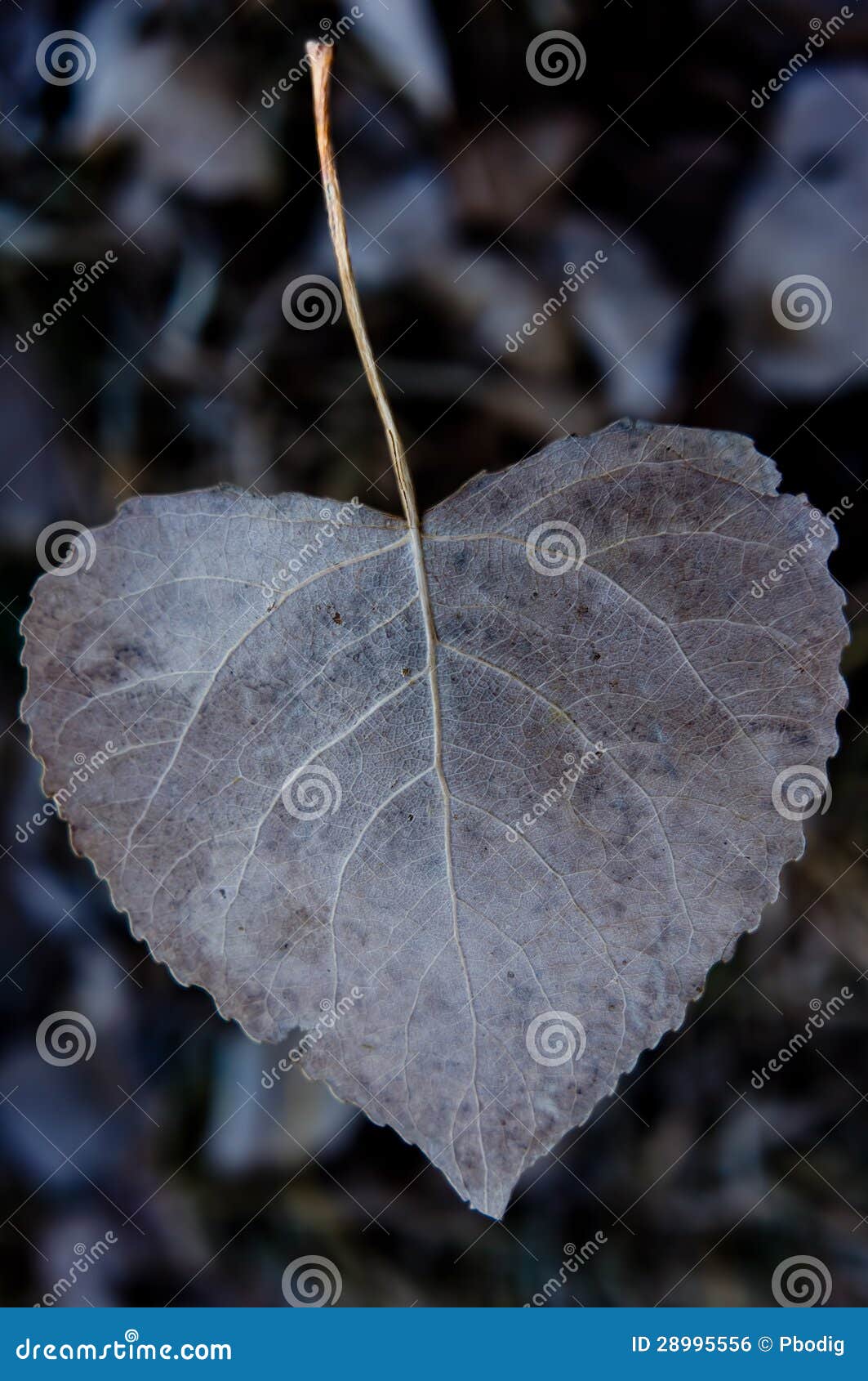 Hart gevormd blad stock foto. Image of aarde, ontwerp - 28995556