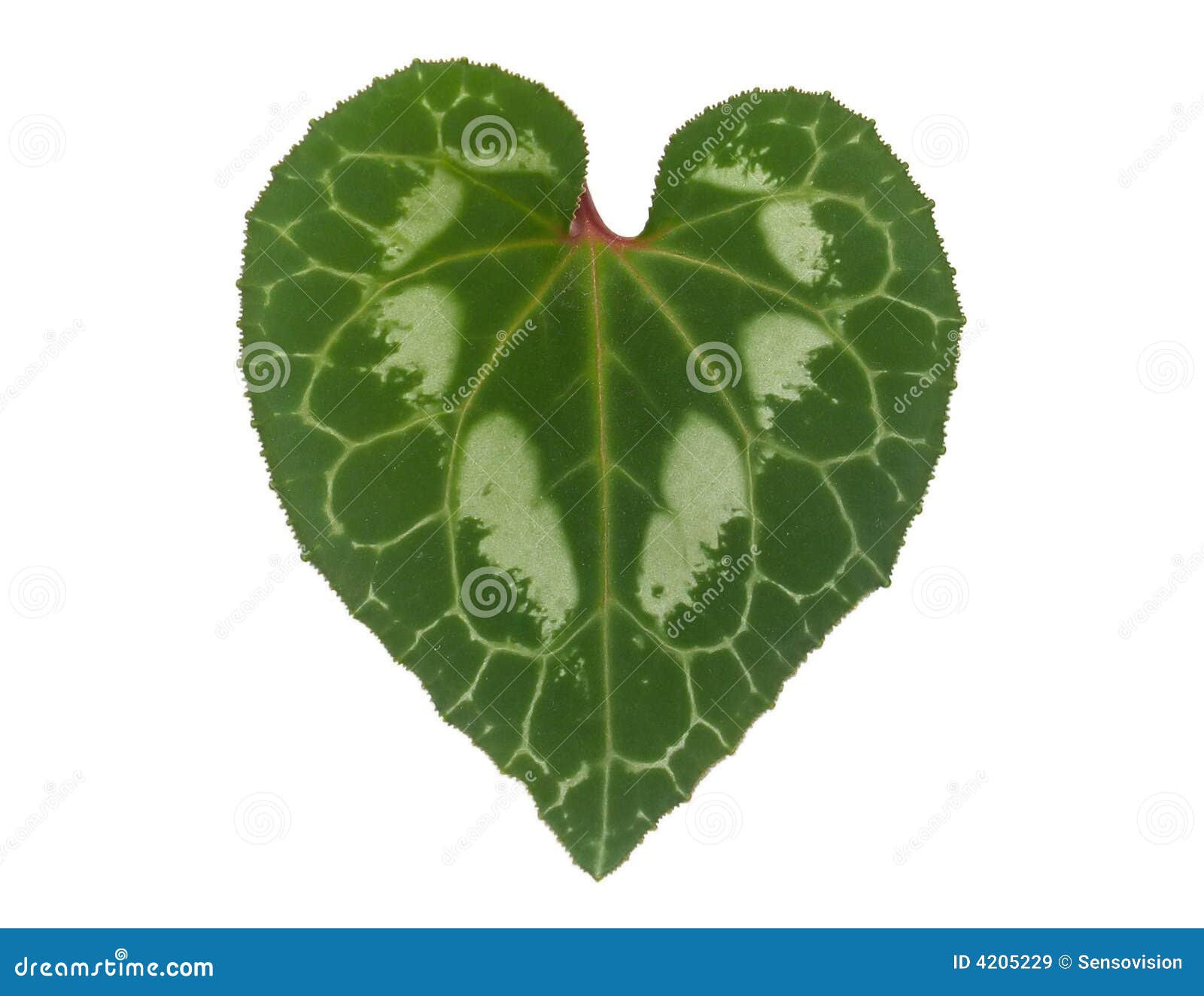 Hart-gevormd Blad stock afbeelding. Image of enkelvoudig - 4205229