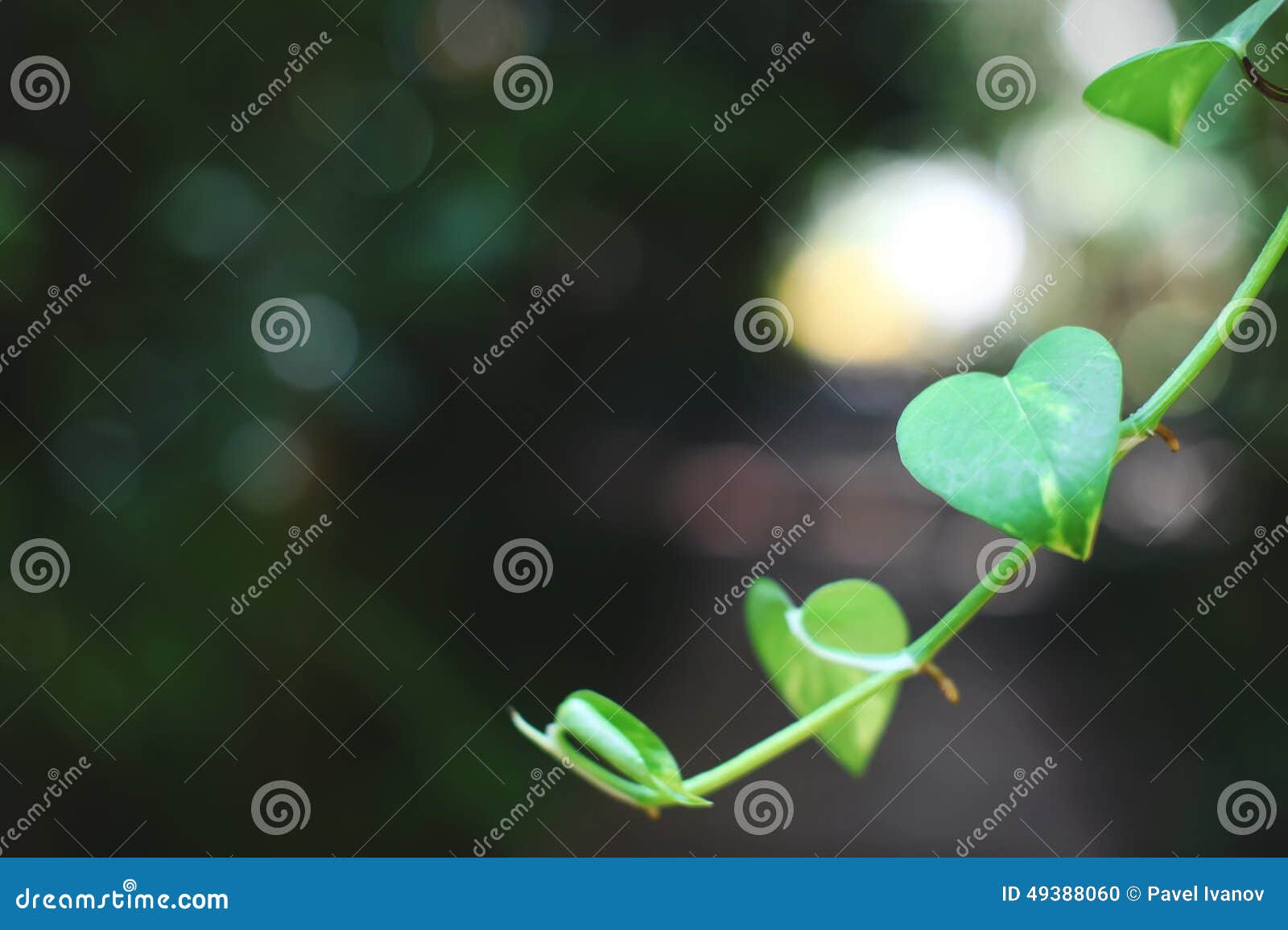 Hart gevormd blad stock foto. Image of zwart, boom, milieu - 49388060