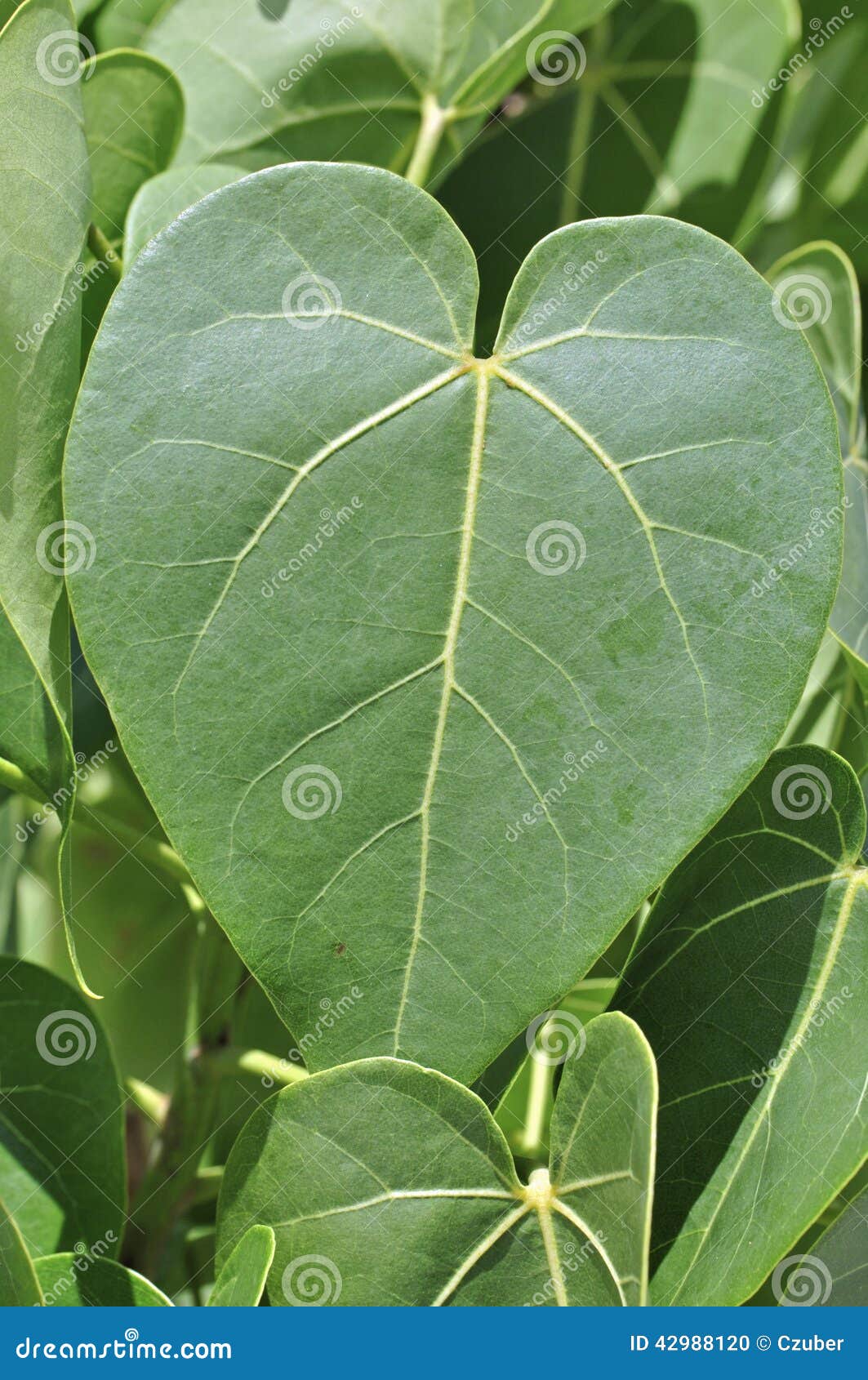 Hart Gevormd Blad Van Portia Stock Foto - Image of systeem, verticaal ...