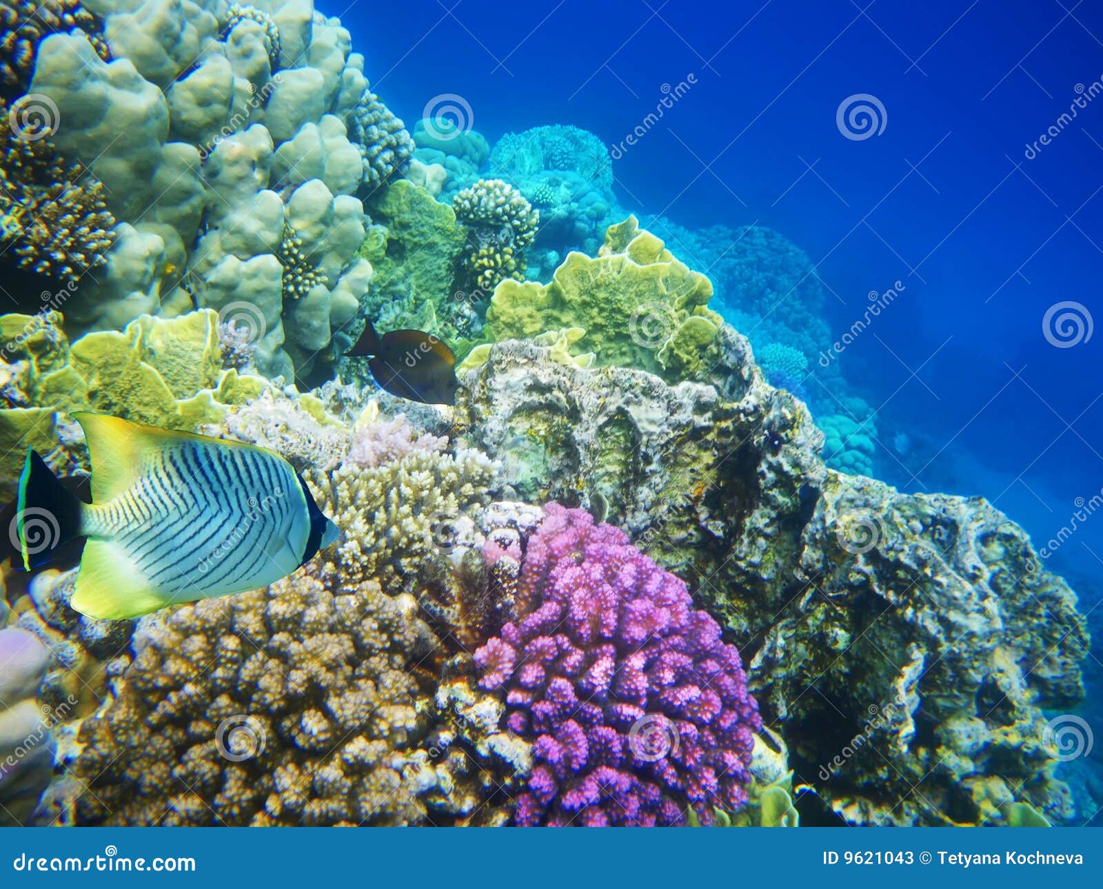 Hart-Koralle Riff Im Roten Meer Stockbild - Bild von fische, ozean: 9621043