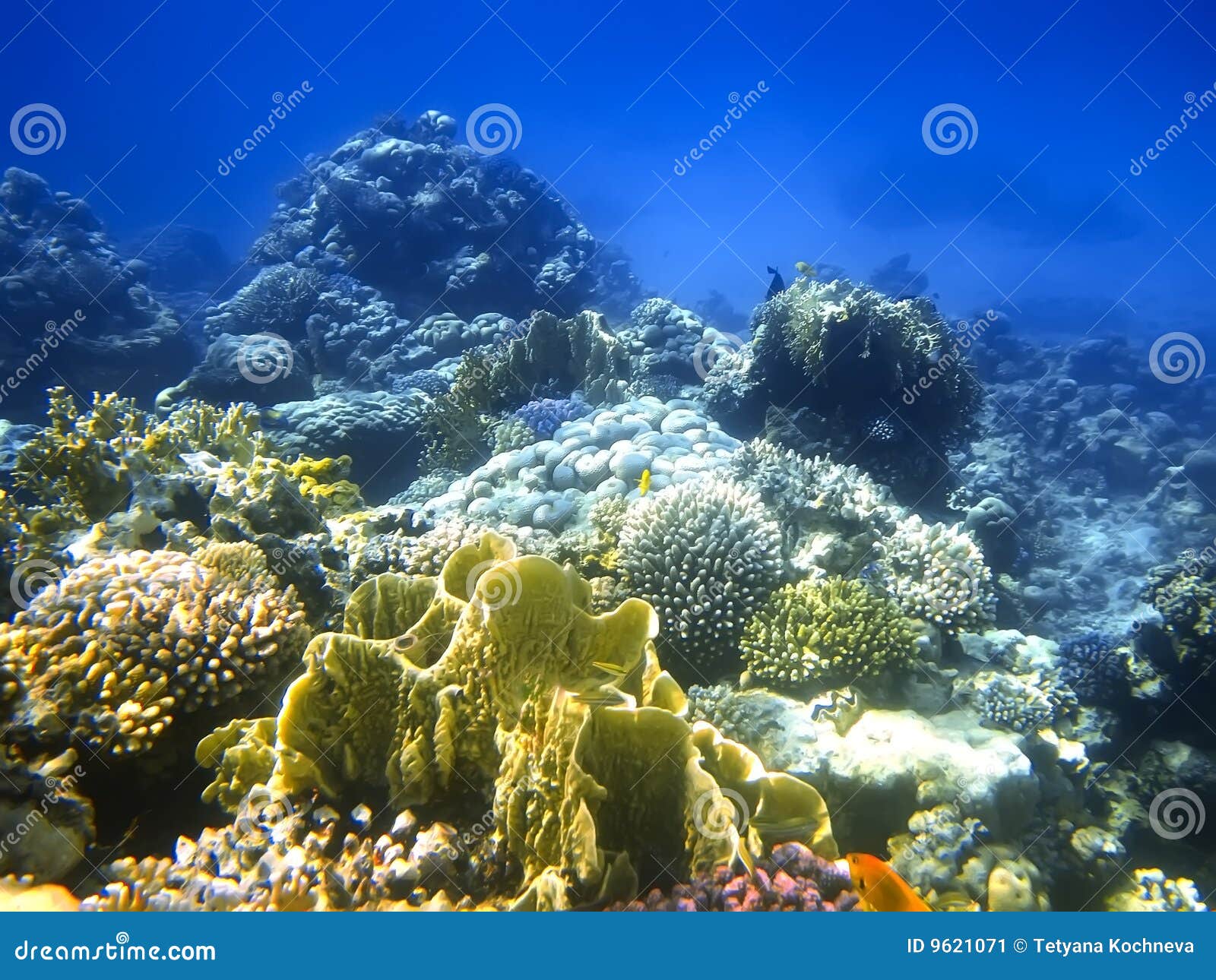 Hart-Koralle Riff Im Roten Meer Stockbild - Bild von ...