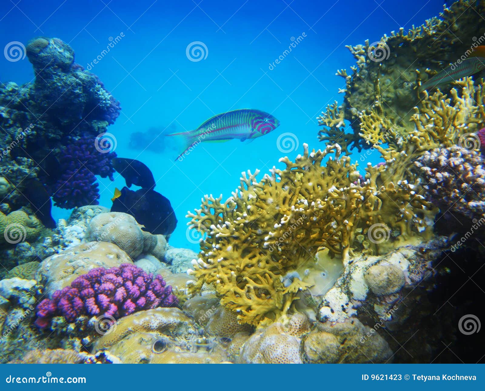 Hart-Koralle Riff Im Roten Meer Stockbild - Bild von erkunden, aquarium ...