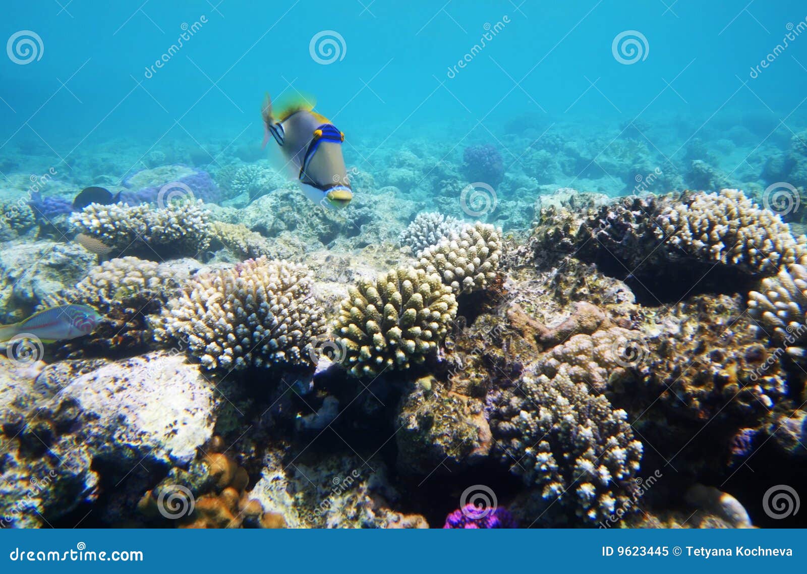 Hart-Koralle Riff Im Roten Meer Stockbild - Bild von marinesoldat ...
