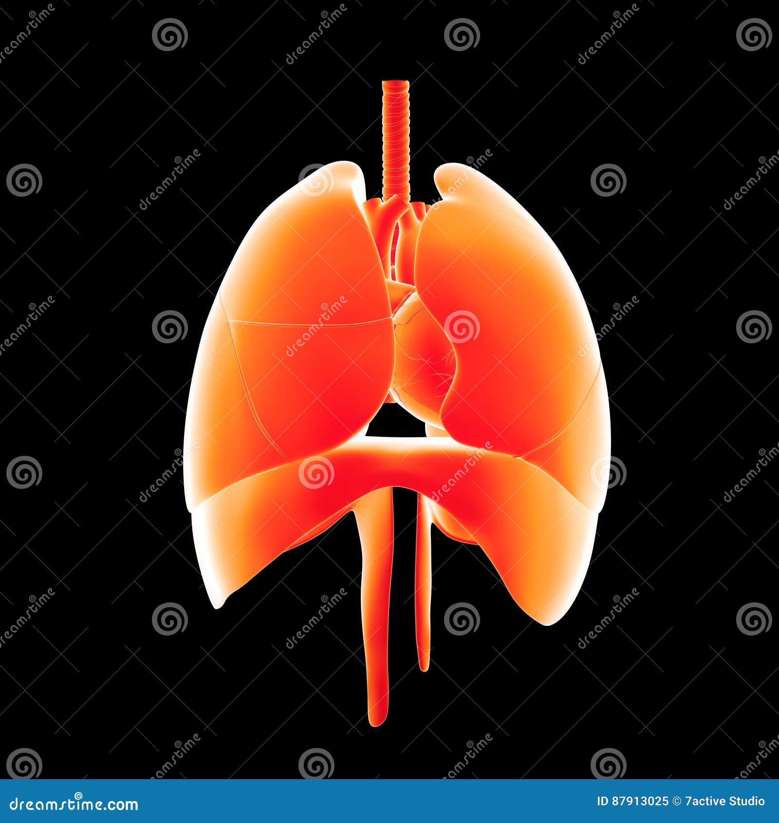 Hart, Longen en Diafragma stock illustratie. Illustration of weefsel ...