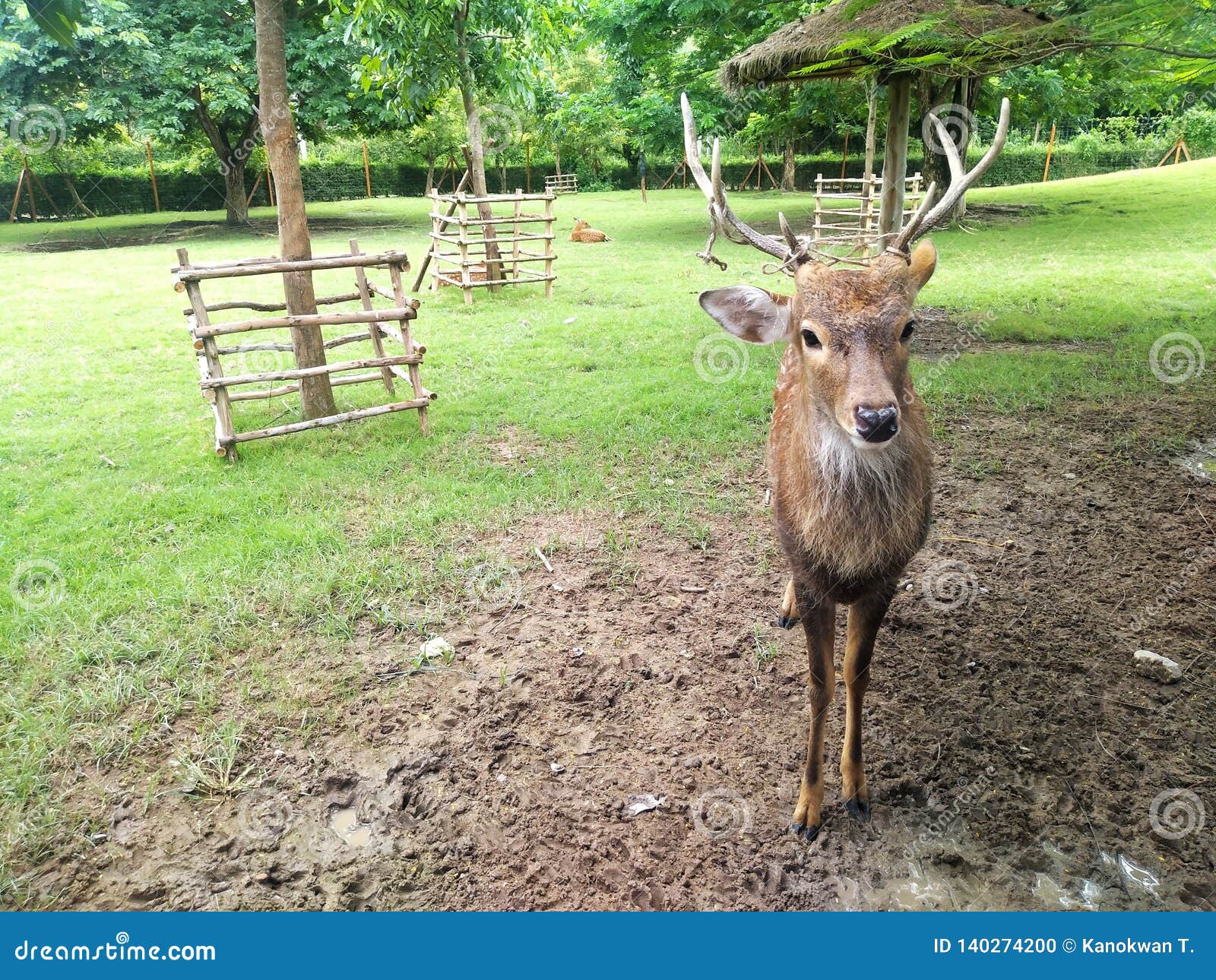 A Hart stock photo. Image of nature, male, animal, hart - 140274200