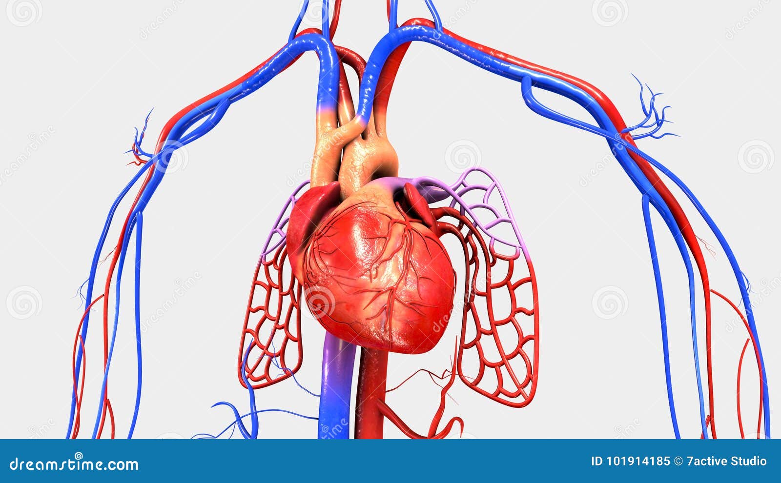 Hart met het vaatstelsel stock illustratie. Illustration of spier ...
