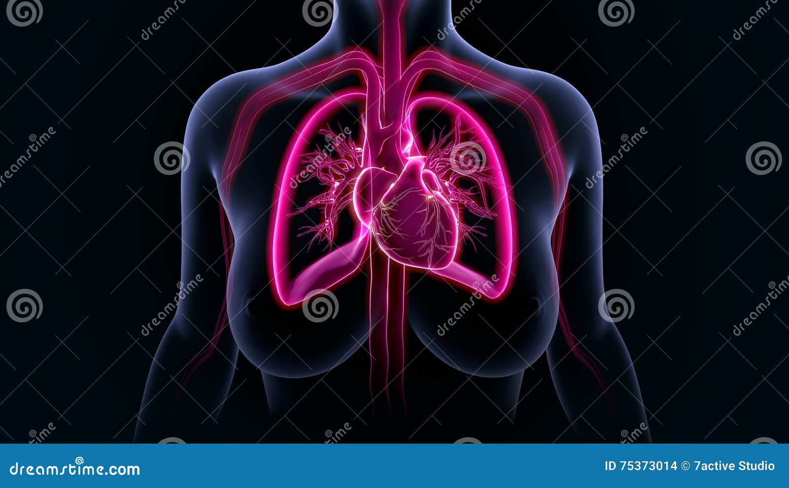 Hart met longen stock illustratie. Illustration of atria - 75373014