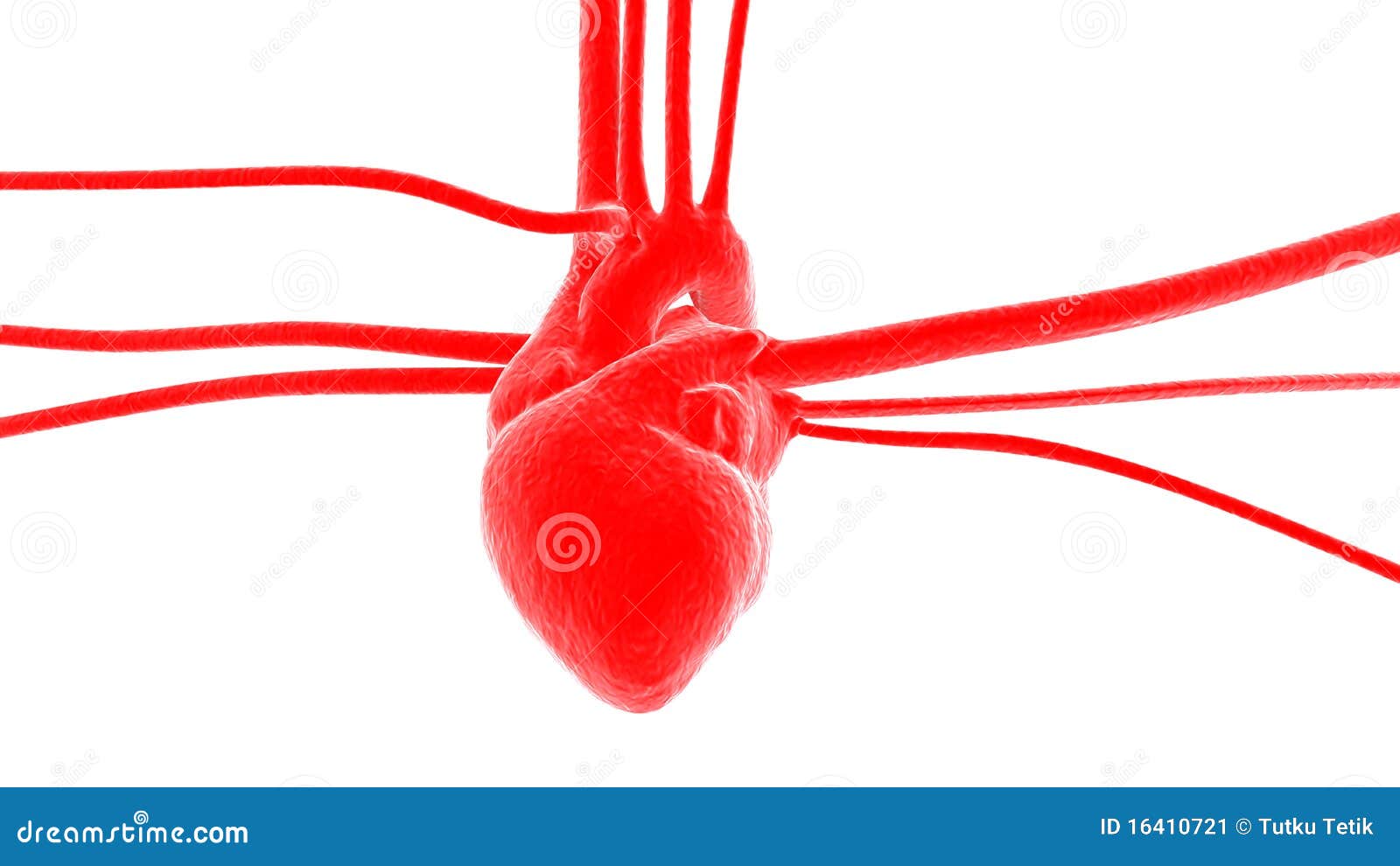 Hart Met Slagaders En Aders Stock Illustratie - Illustration of donker ...