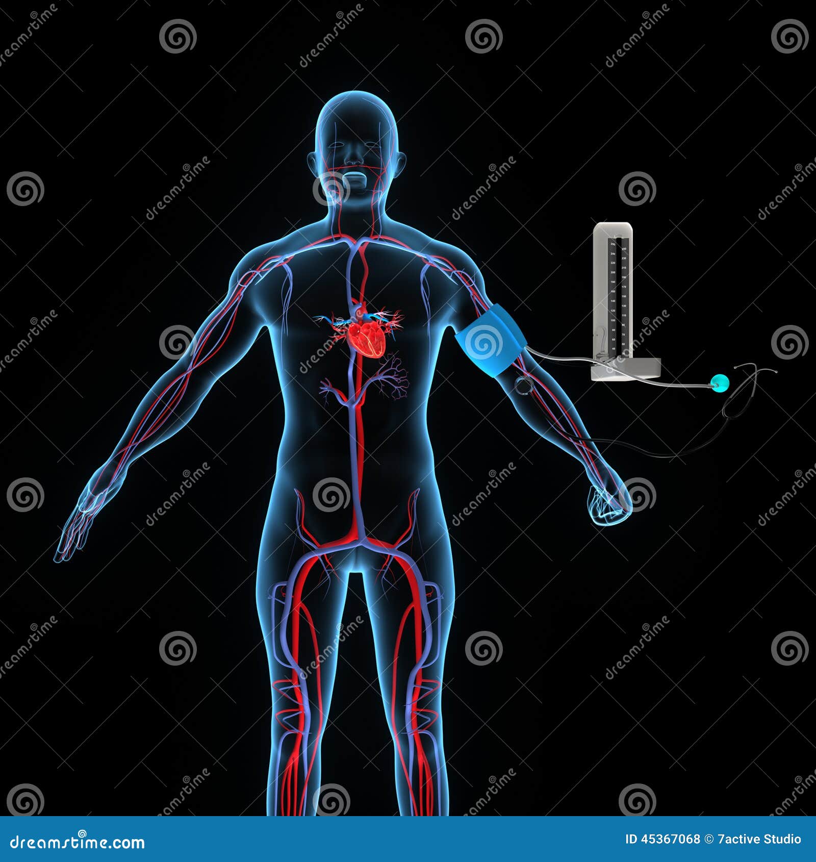 Hart Met Slagaders En Aders Stock Illustratie - Illustration of mens ...