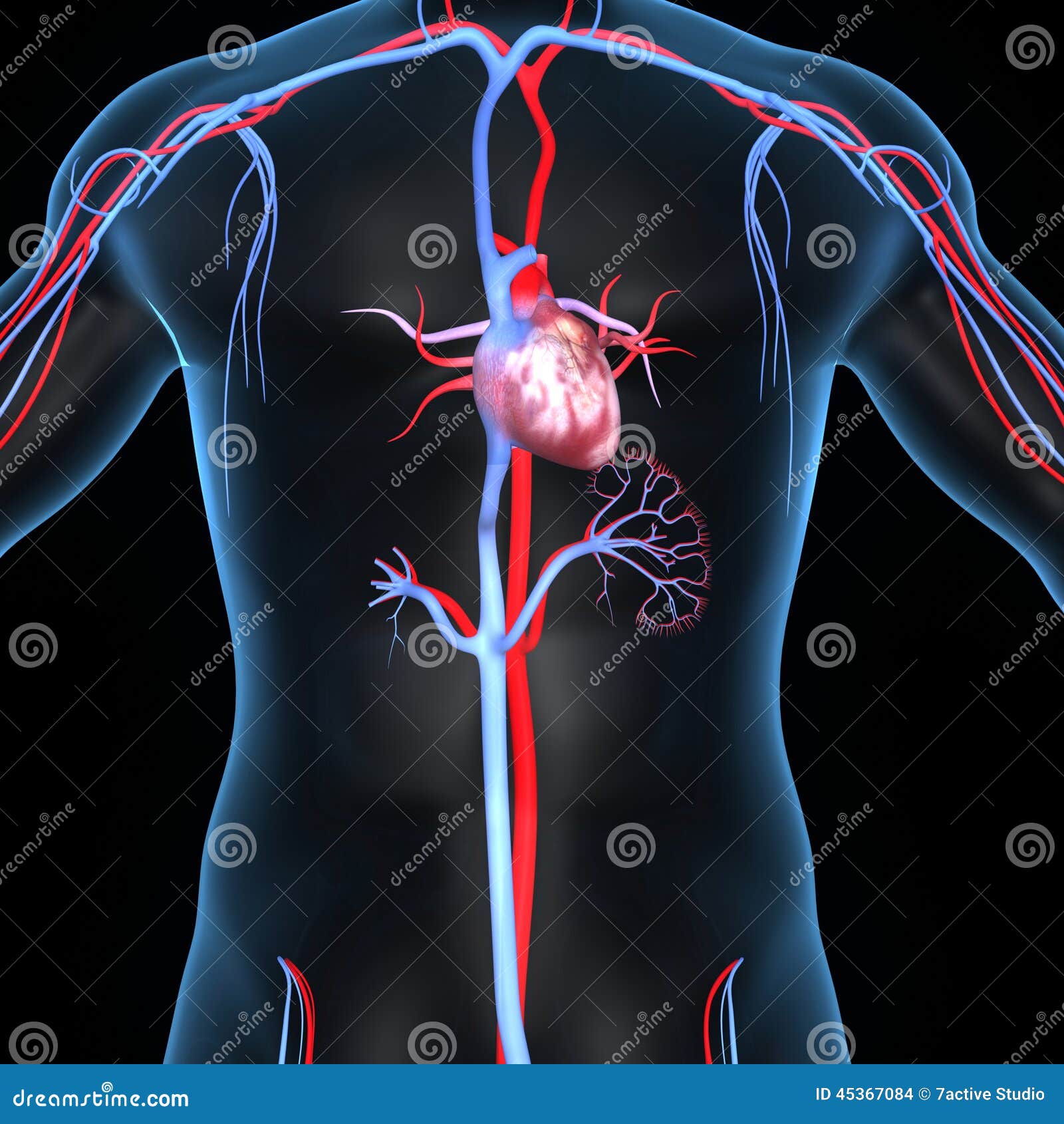 Hart Met Slagaders En Aders Stock Illustratie - Illustration of ...