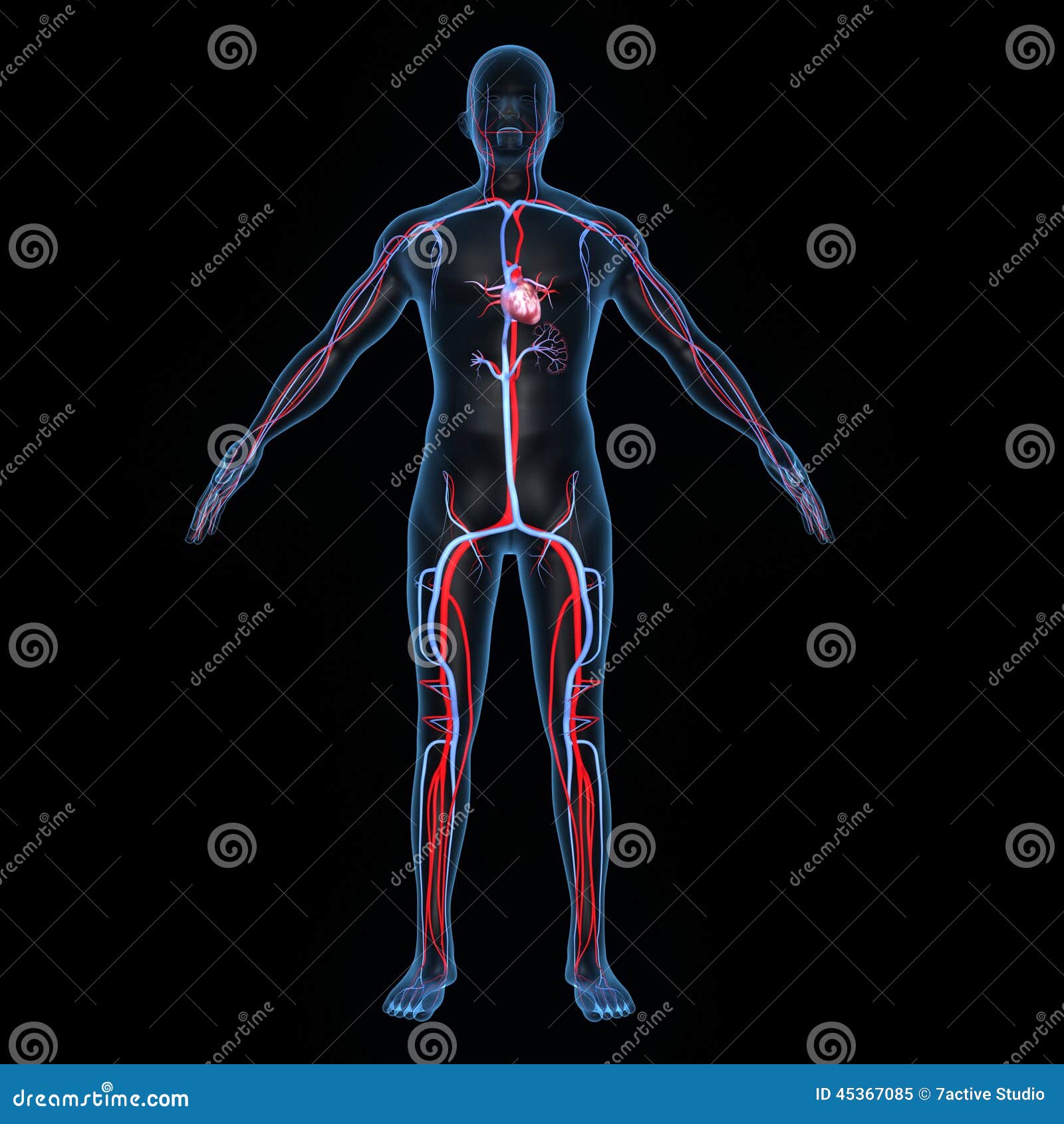 Hart Met Slagaders En Aders Stock Illustratie - Illustration of ...