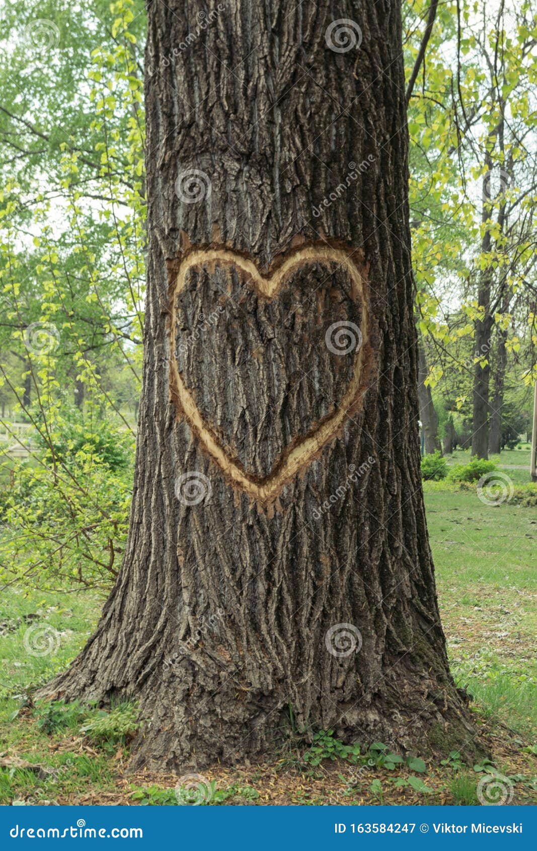 Engraved Tree Stock Image | CartoonDealer.com #1314433