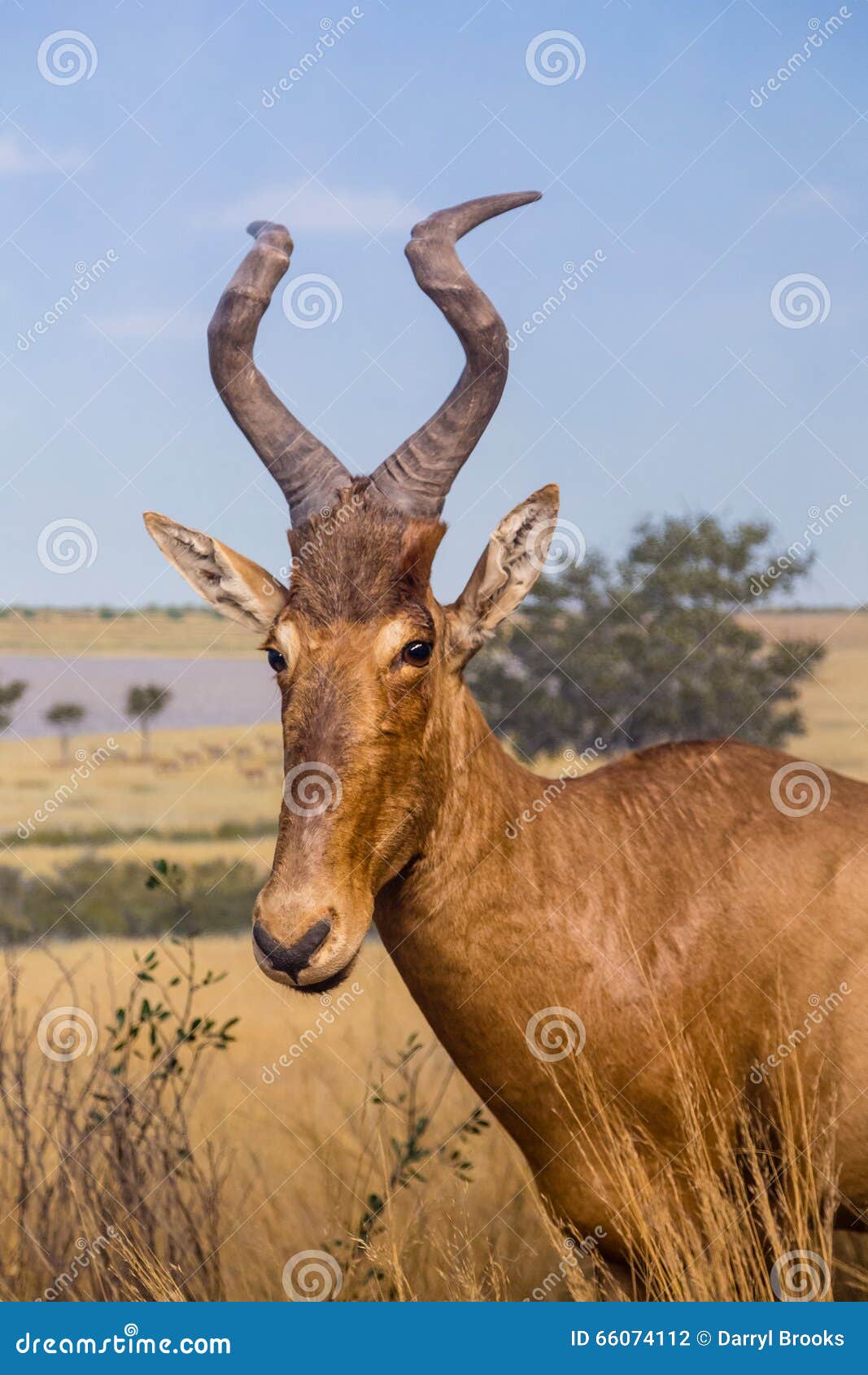 Hartebeast Looking stock photo. Image of hartebeest, hartebeast - 66074112
