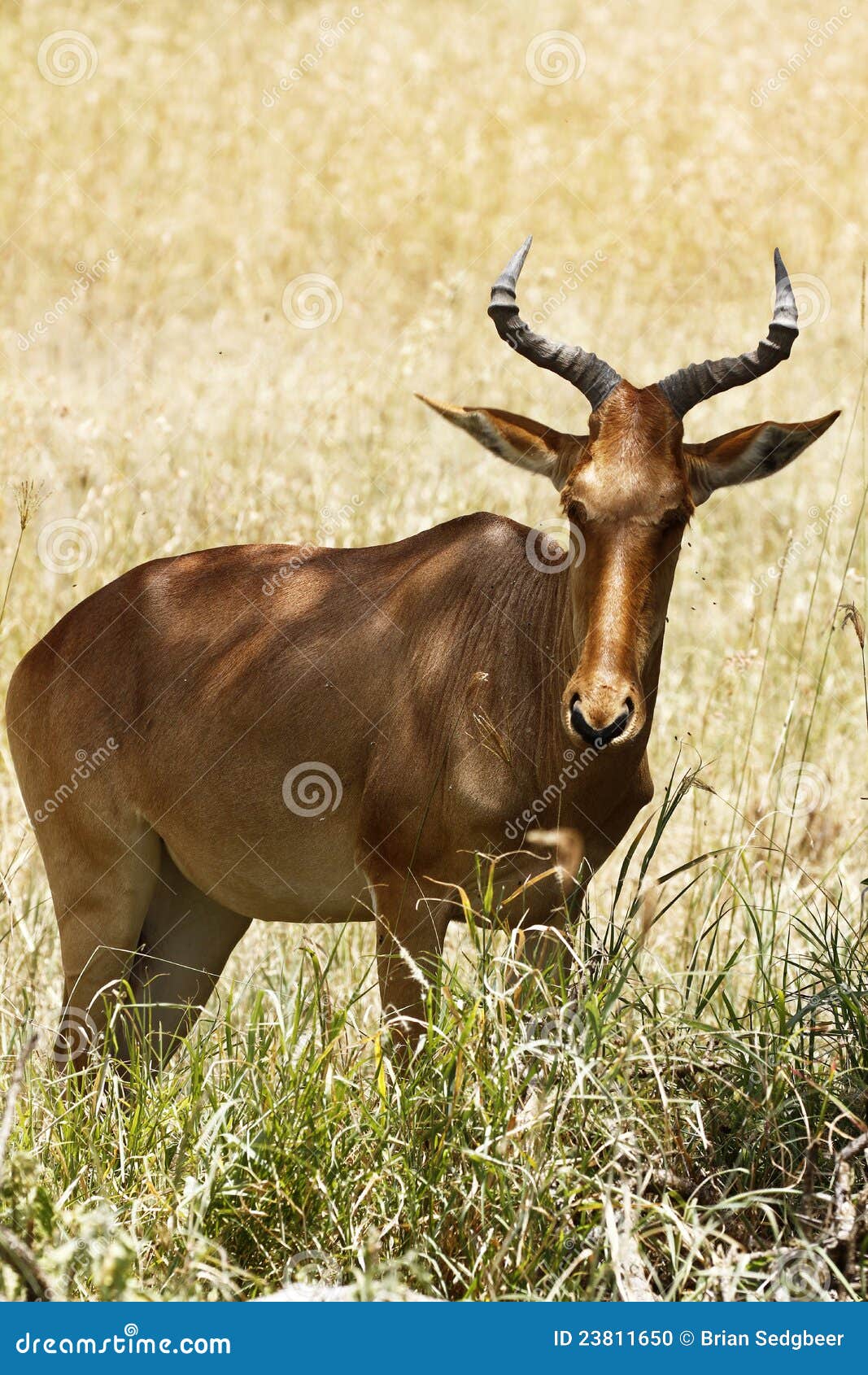 433 Hartebeest Kongoni Stock Photos - Free & Royalty-Free Stock Photos ...