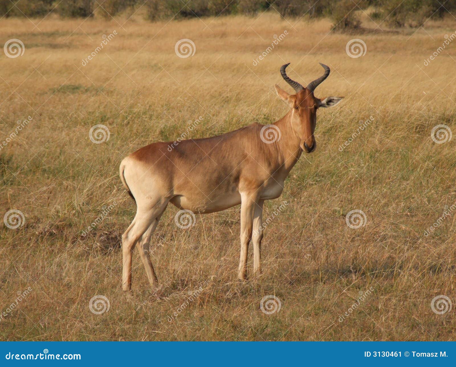 Hartebeest stock image. Image of africa, tourism, wildlife - 3130461