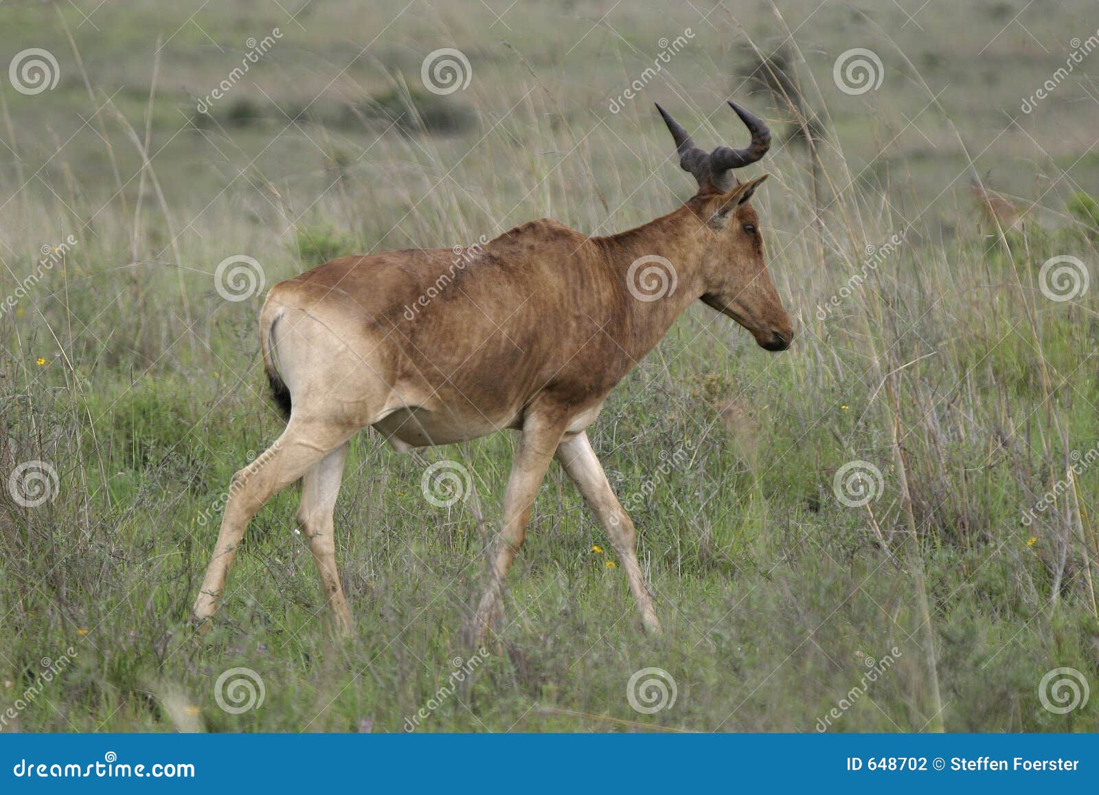 Hartebeest stock photo. Image of hartebeest, mammal, africa - 648702