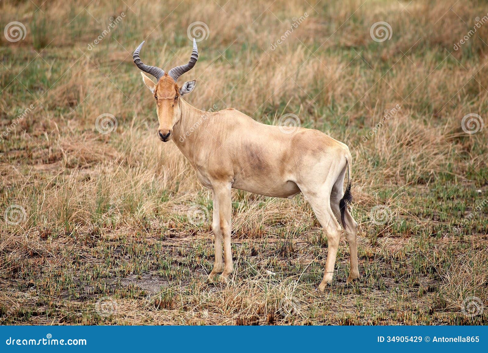 Hartebeest (Alcelaphus Buselaphus) Stock Image - Image of wilderness ...