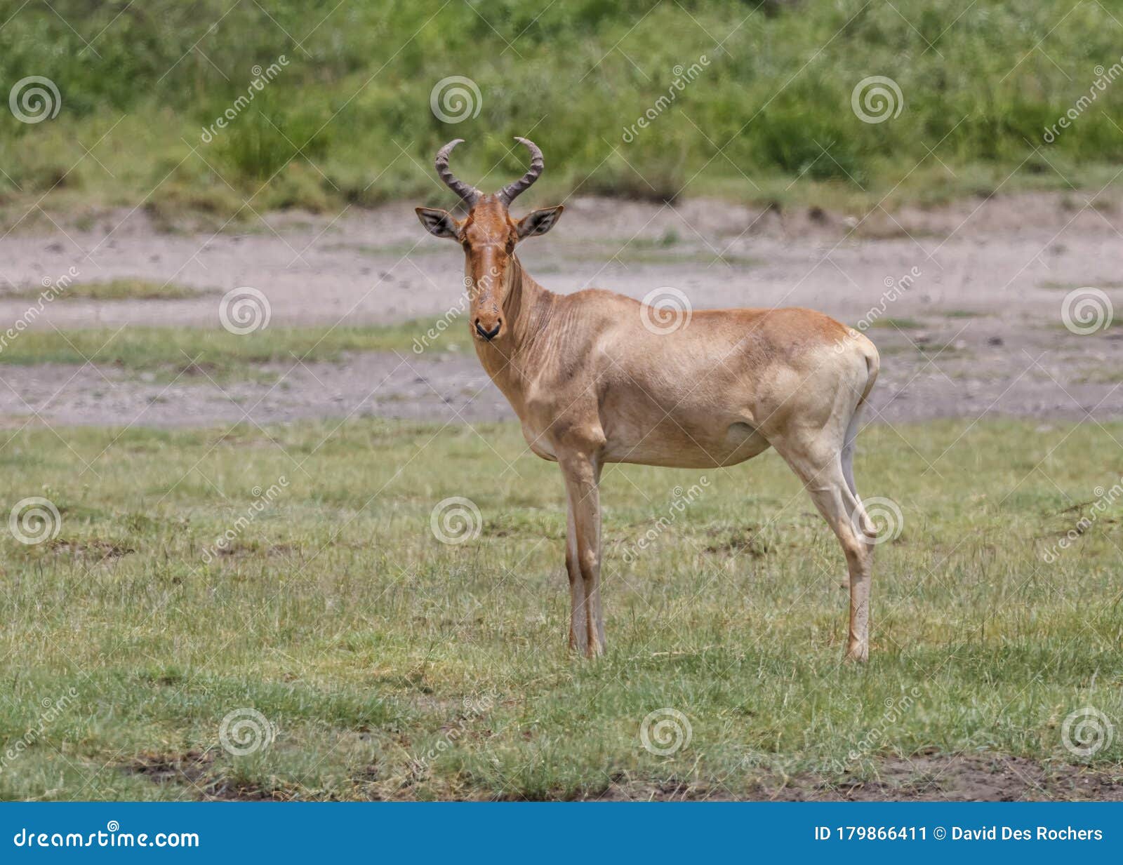 Hartebeest Alcelaphus Buselaphus Standing, Looking at the Viewer Stock ...