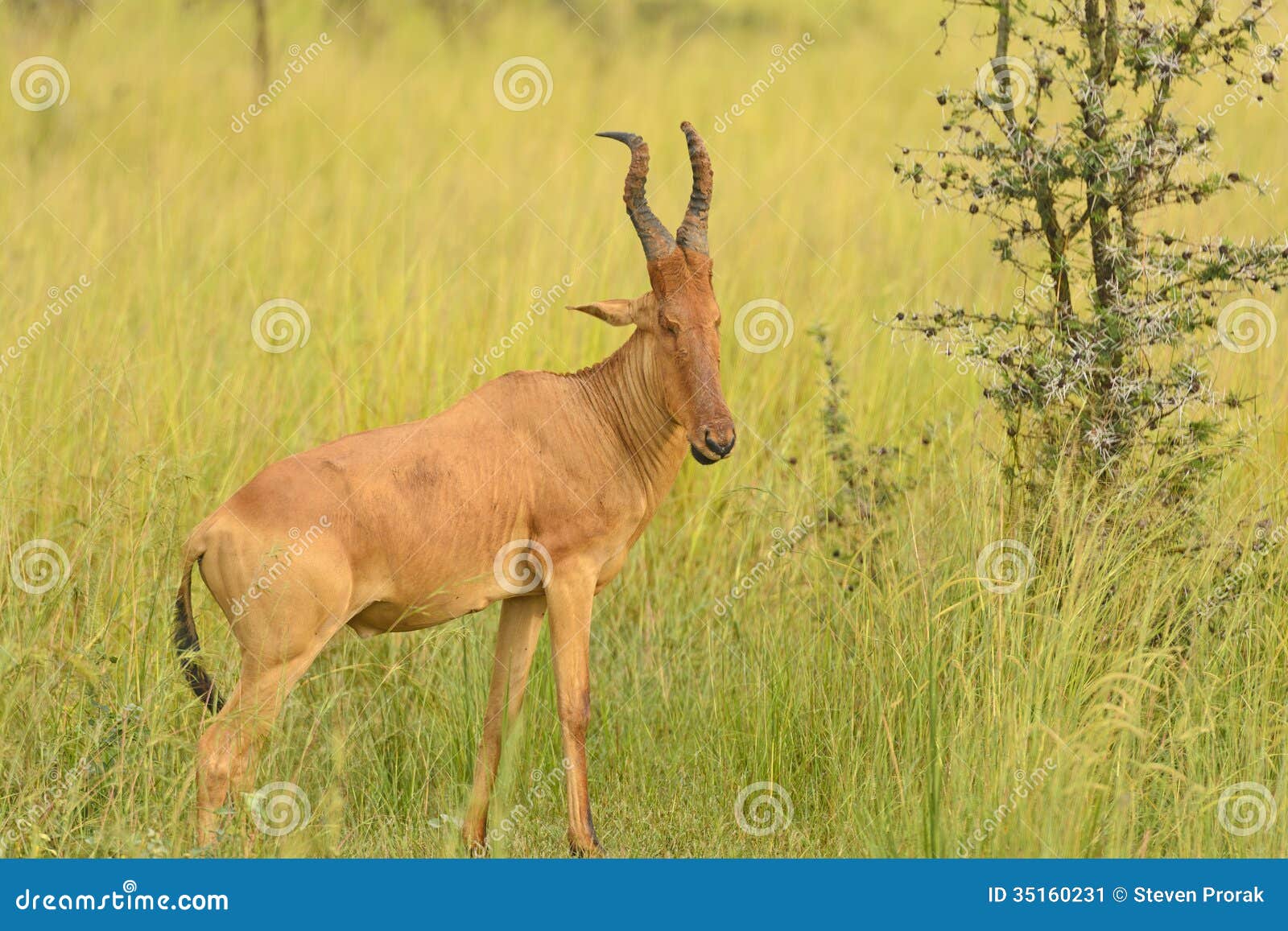 Hartebeest in the Savannah stock image. Image of savannah - 35160231