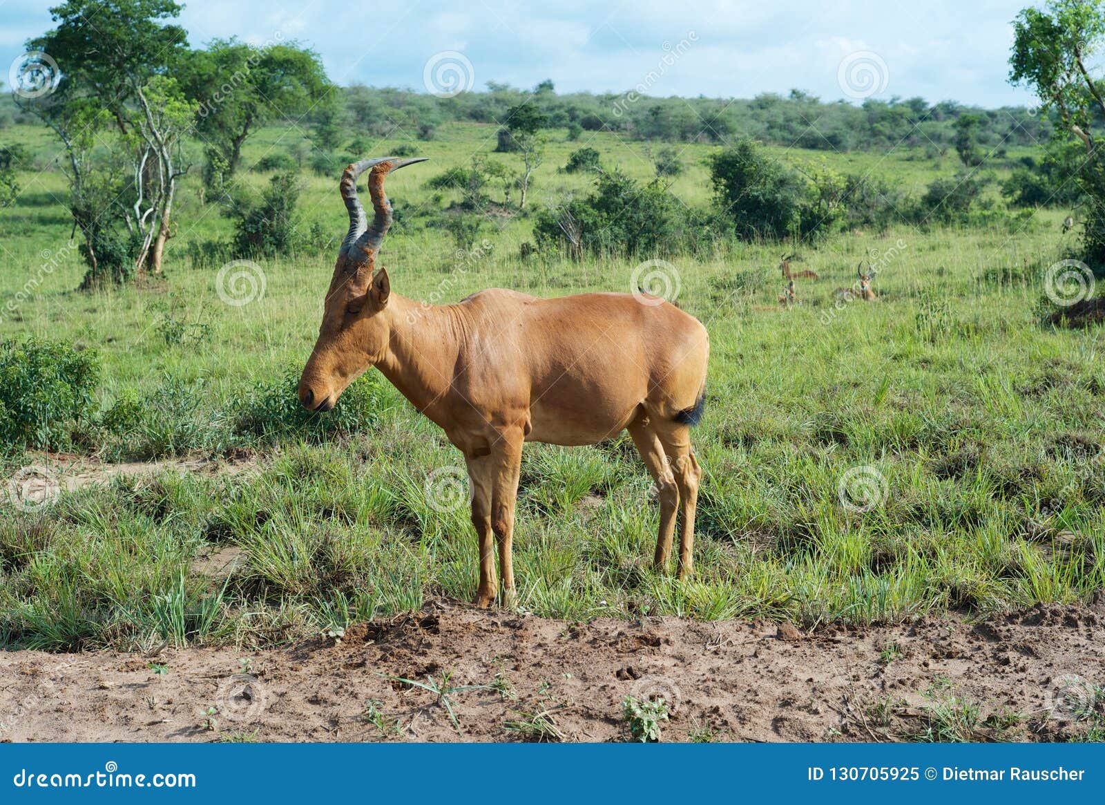 Kongoni Standing Stock Photos - Free & Royalty-Free Stock Photos from ...