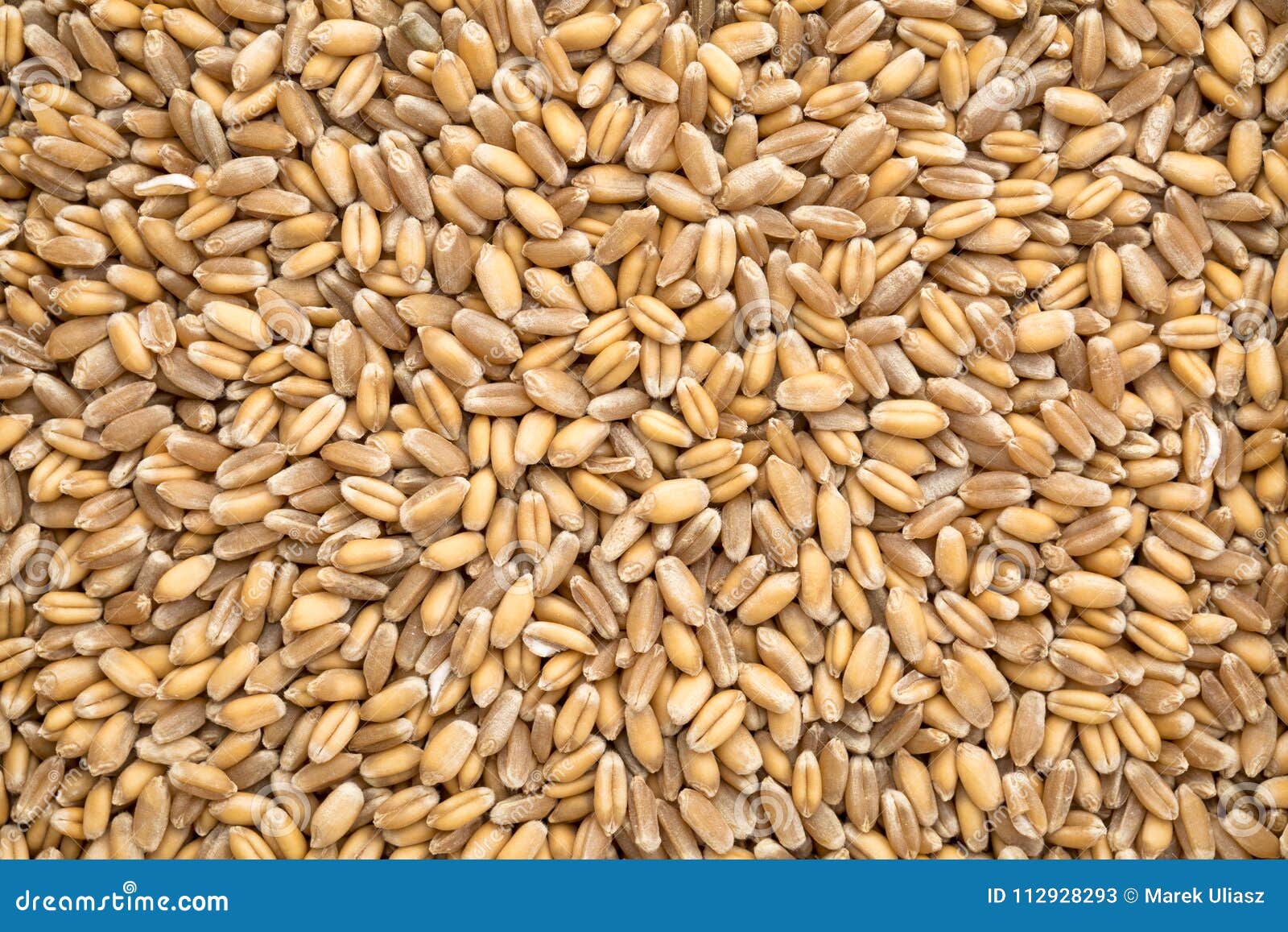 Harter Roter Winterweizen-Kornhintergrund Stockbild - Bild von ...