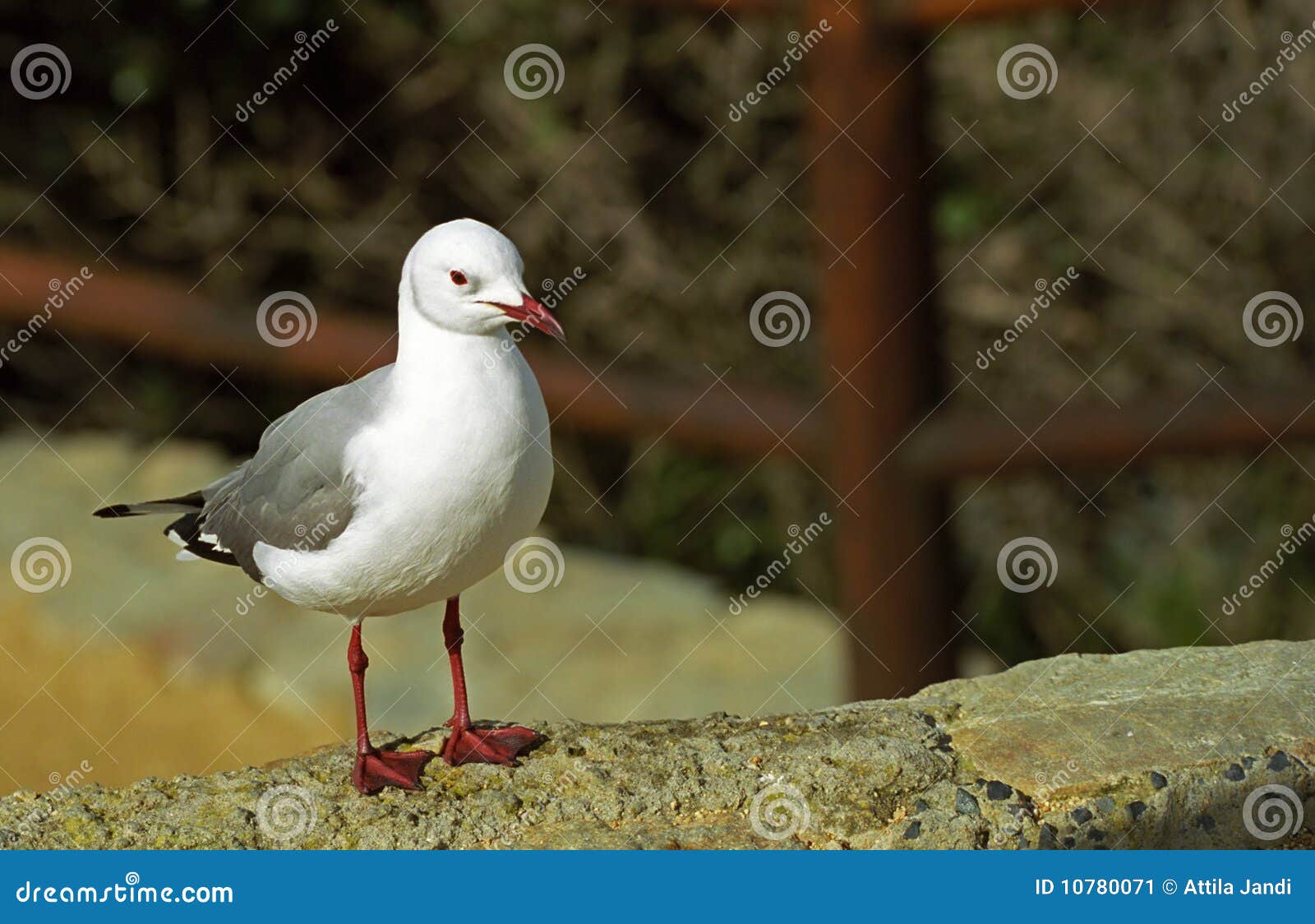 Hartlaub Gull, Hermanus, South African Republic Stock Image - Image of ...