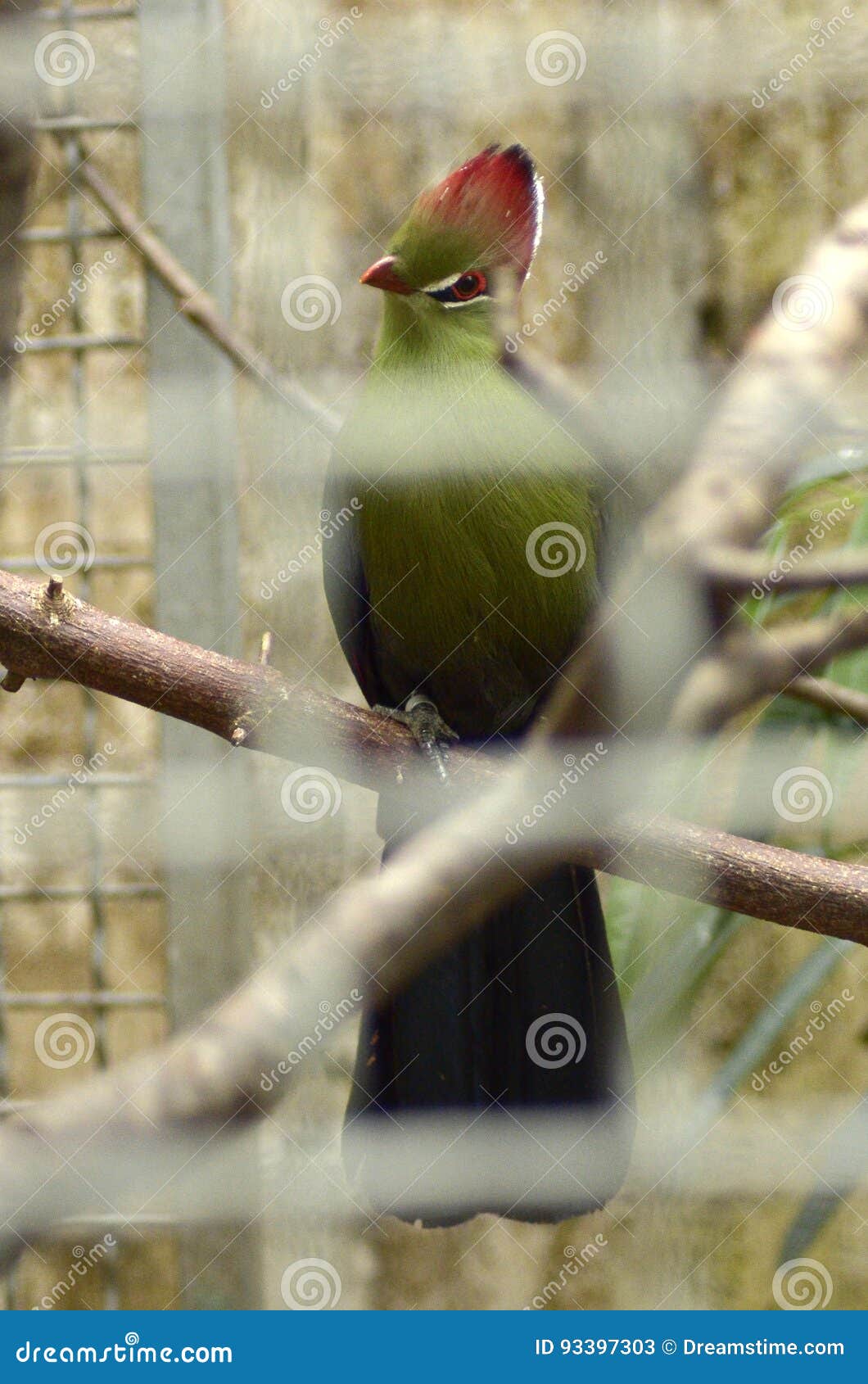 Hartlaub Turaco stock image. Image of bright, bird, colorful - 93397303