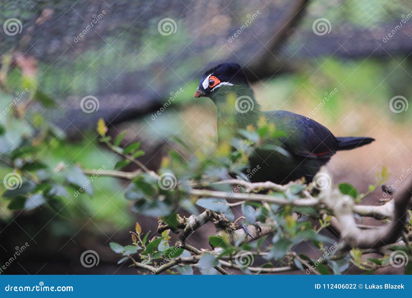 Hartlaub turaco stock photo. Image of hartlaubi, kenya - 112406022